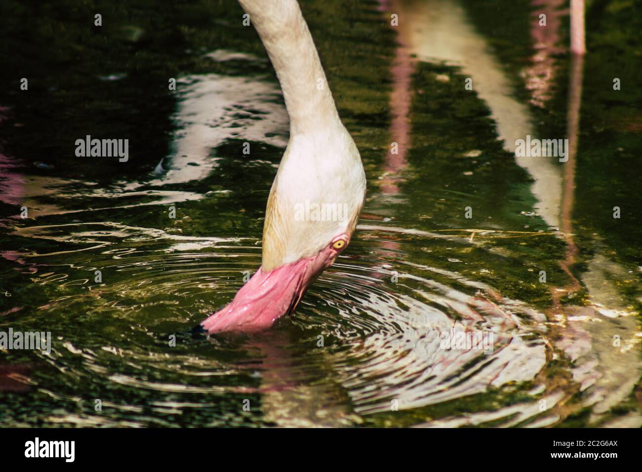 View of pink flamingo, a large bird that are identifiable by their long ...