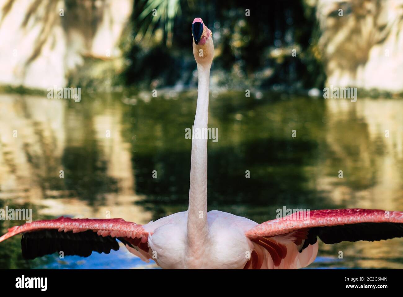 View of pink flamingo, a large bird that are identifiable by their long ...