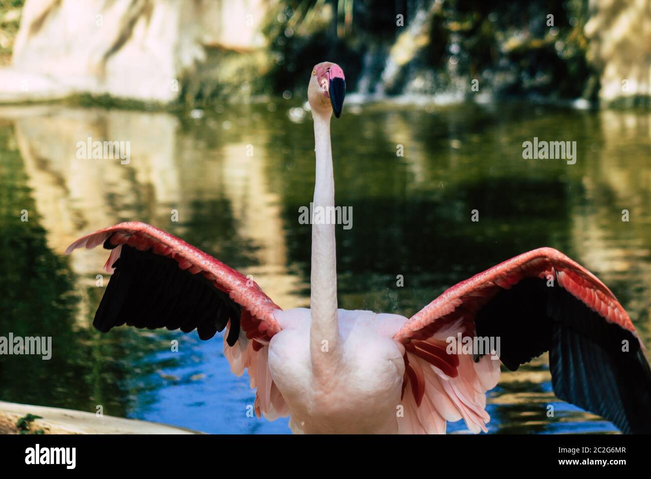 View of pink flamingo, a large bird that are identifiable by their long ...