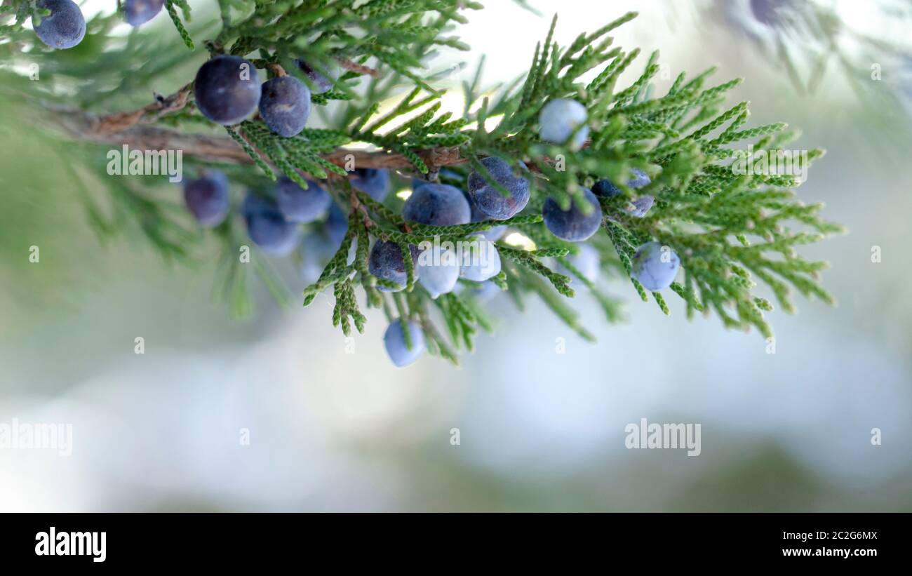 Purple Autumn Purple Berries High Resolution Stock Photography and ...