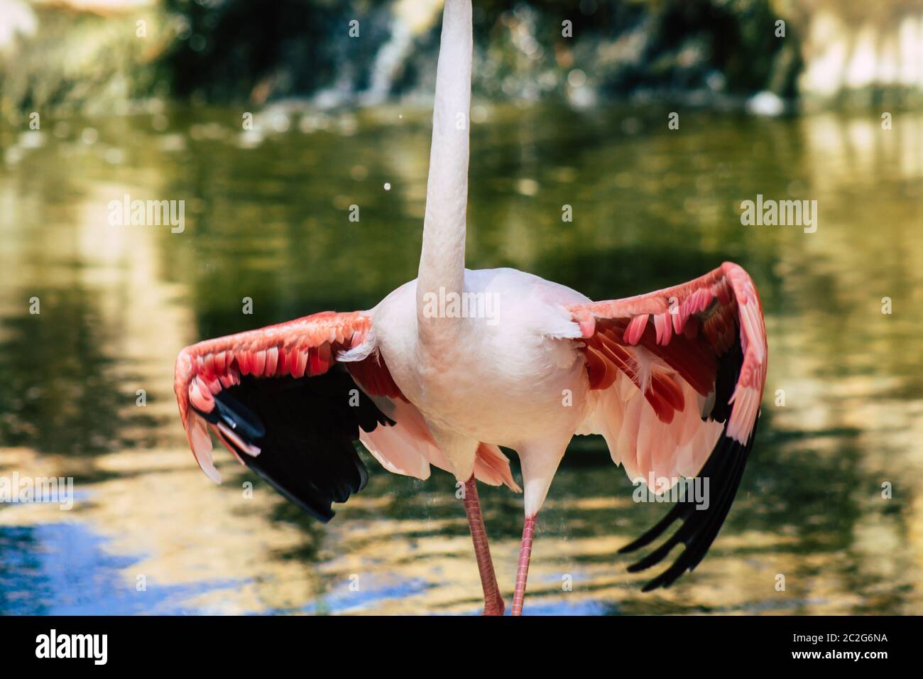 View of pink flamingo, a large bird that are identifiable by their long ...