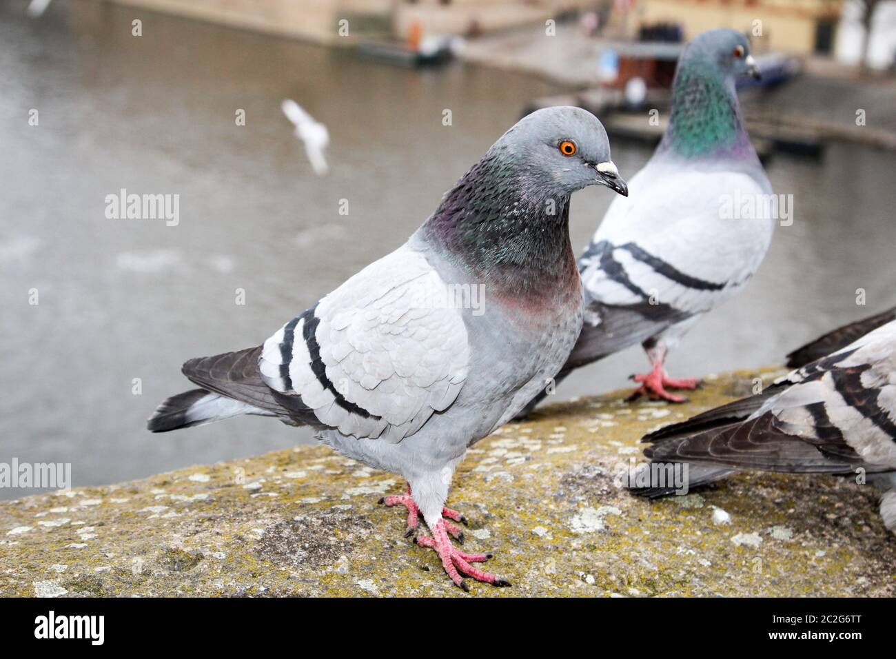View, portraits of pigeons, pigeons are birds that are common in larger ...