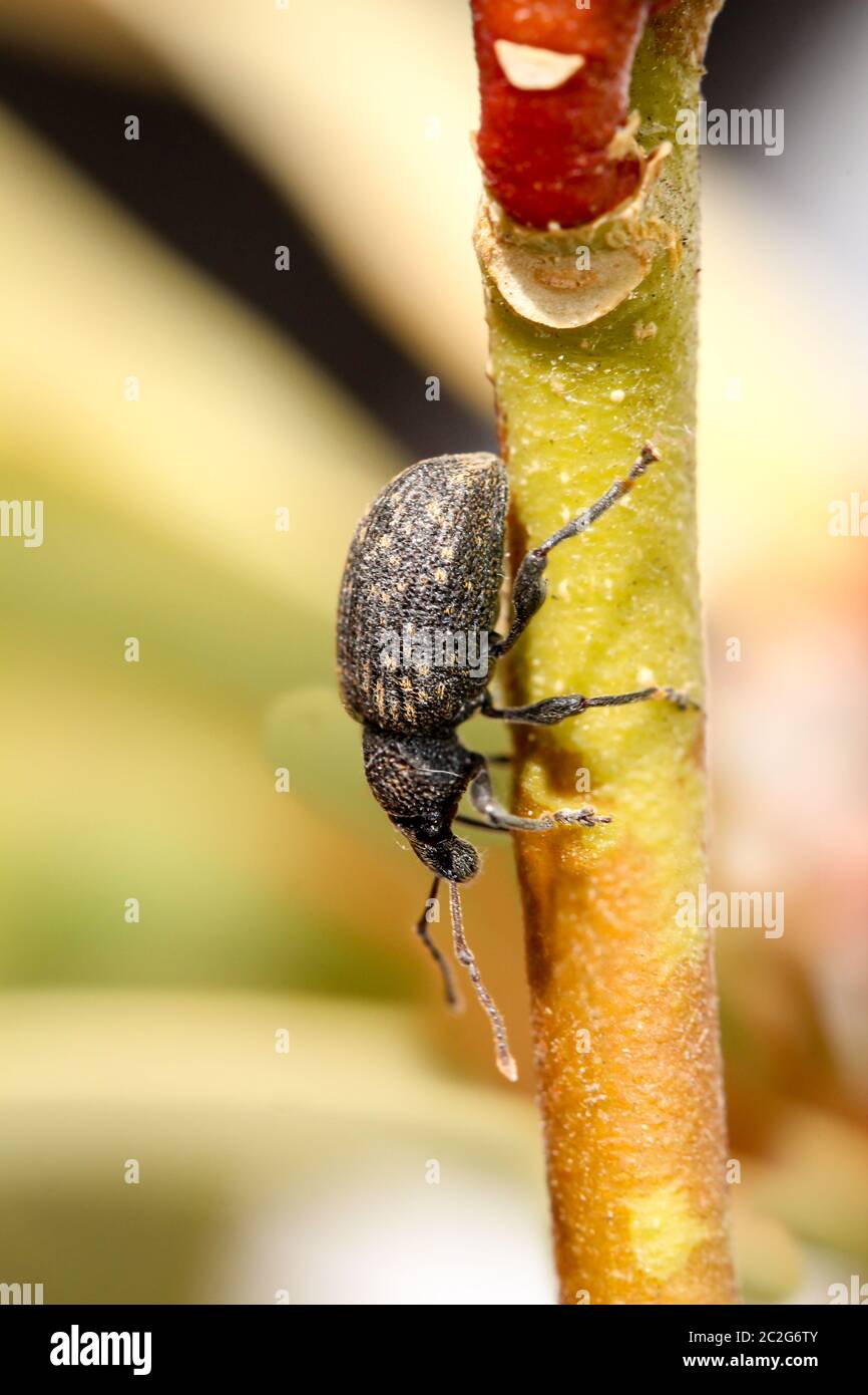 macro, close-up of a weevil beetle on a plant Stock Photo - Alamy