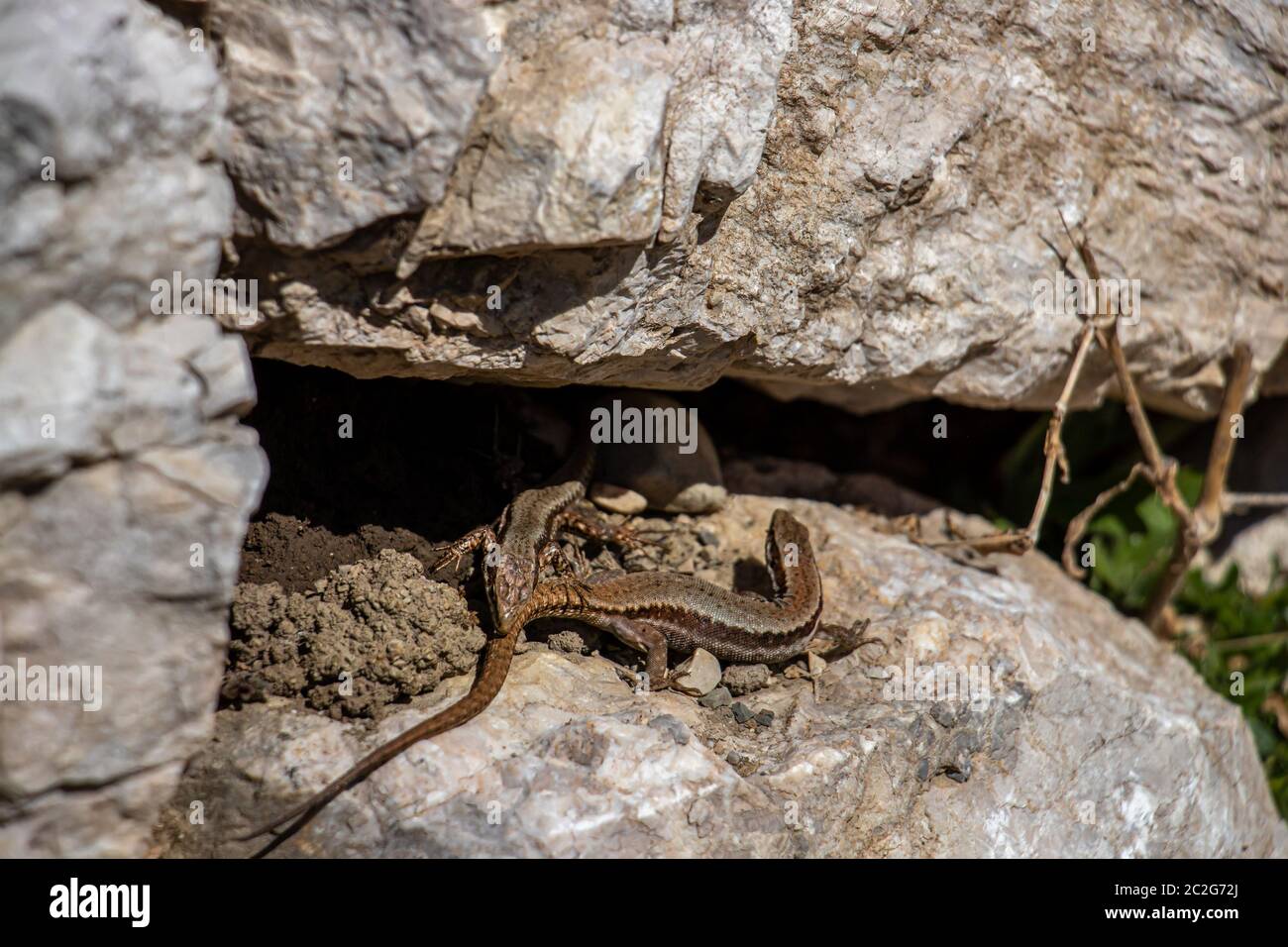 Two common wall lizards mating Stock Photo - Alamy