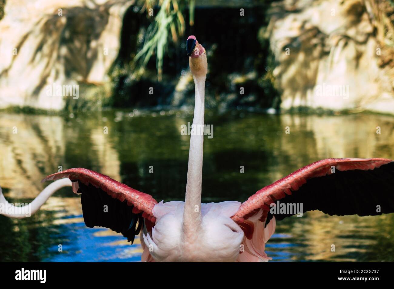View of pink flamingo, a large bird that are identifiable by their long ...
