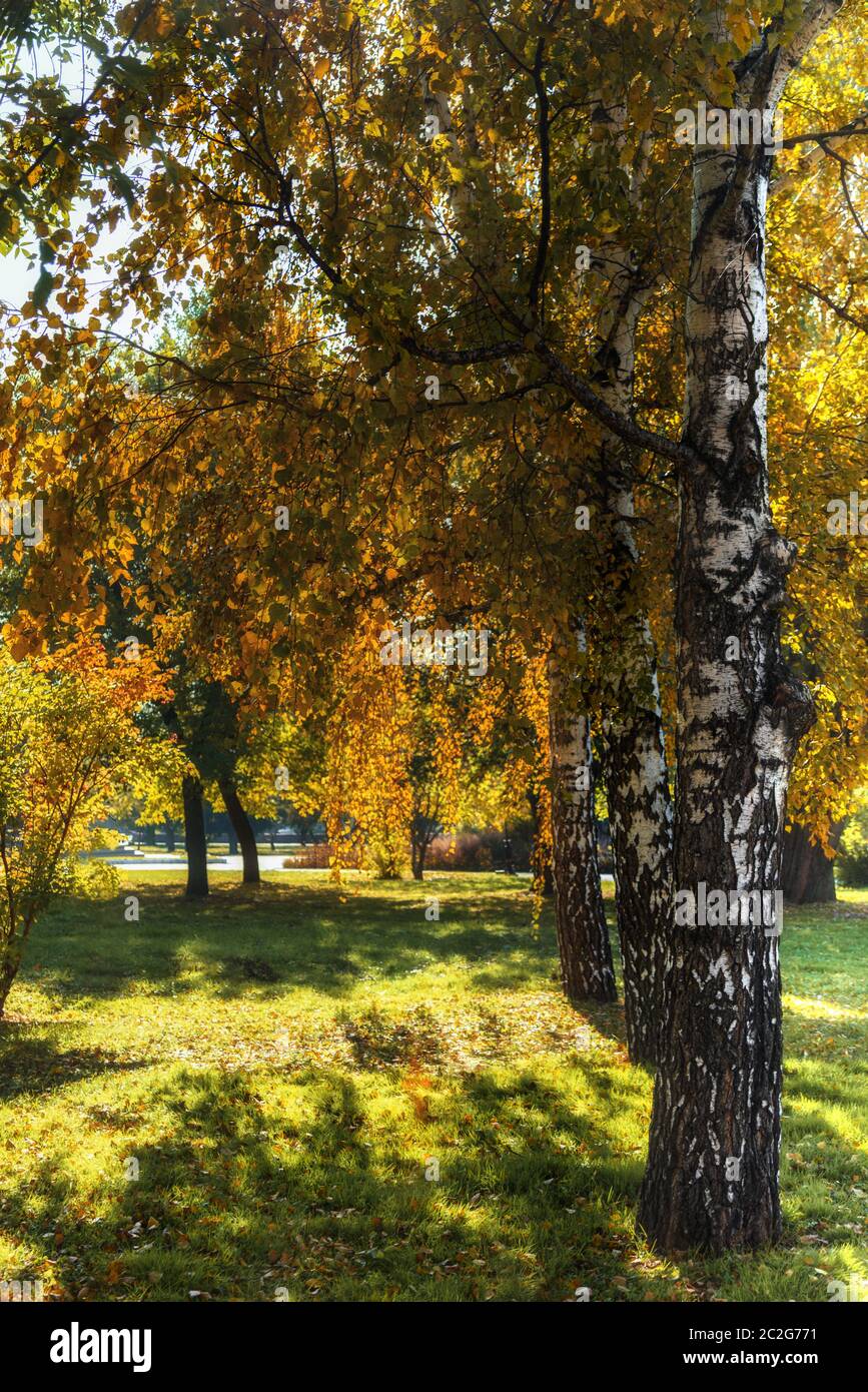 Trees with beautiful foliage hi-res stock photography and images - Alamy
