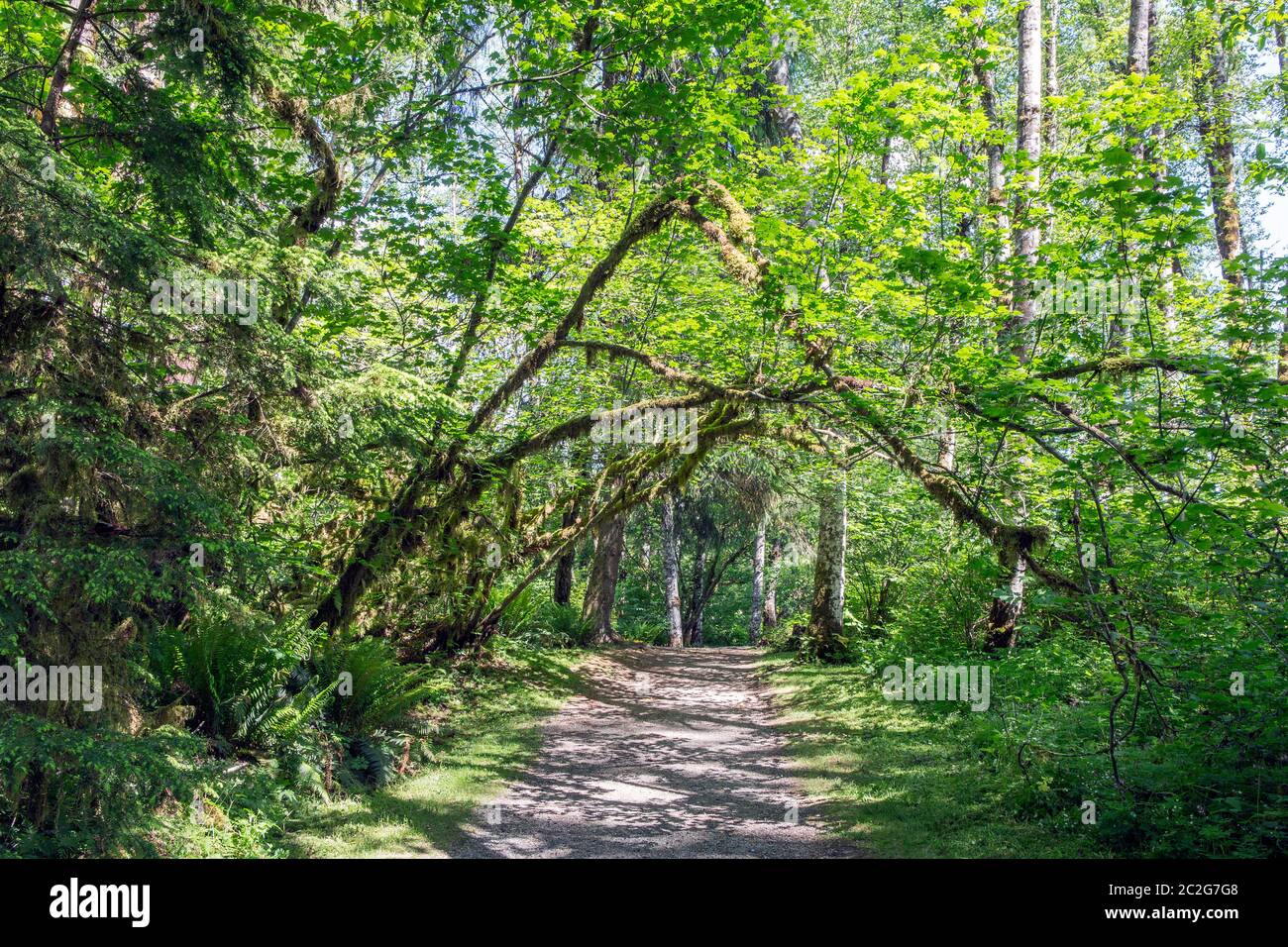 Quiet walking path through woods hi-res stock photography and images ...