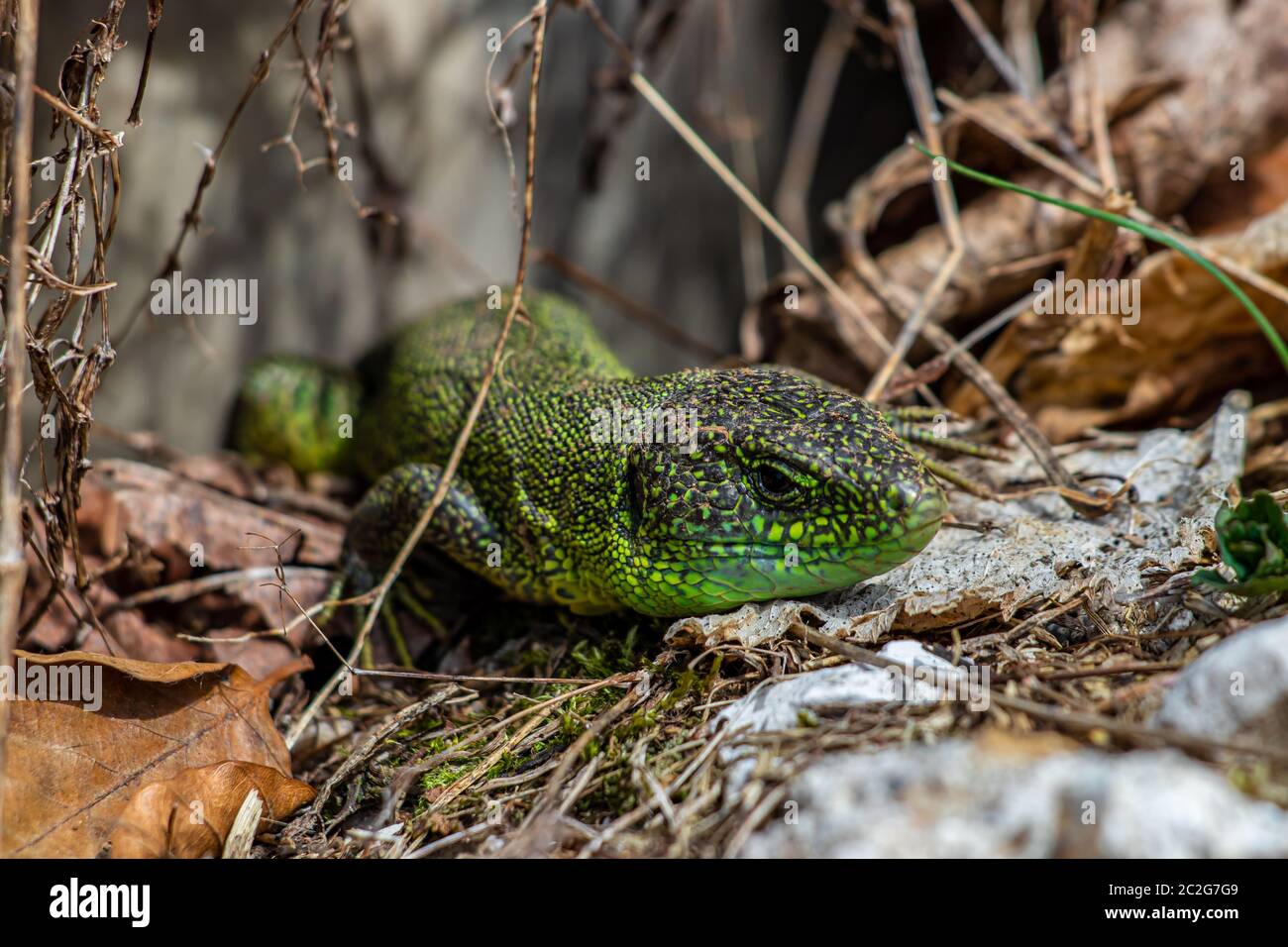 European green lizard standing on rock Stock Photo - Alamy
