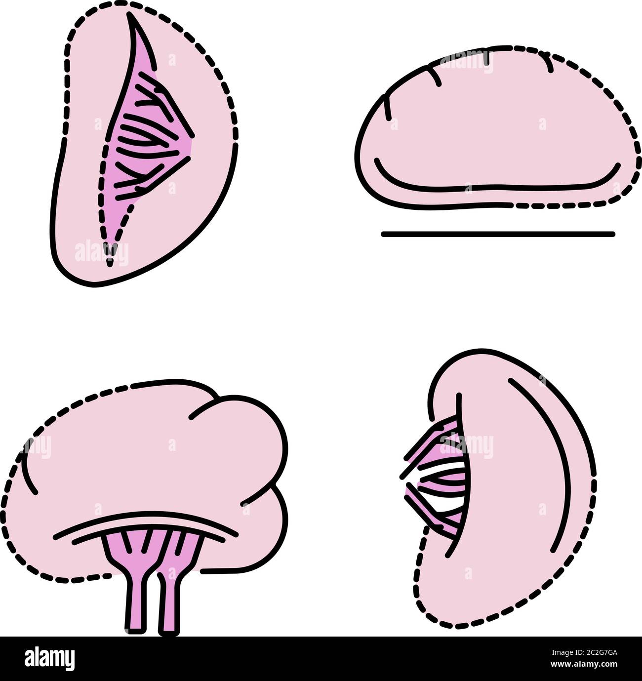 Human spleen lymphatic organ Stock Vector Images - Alamy