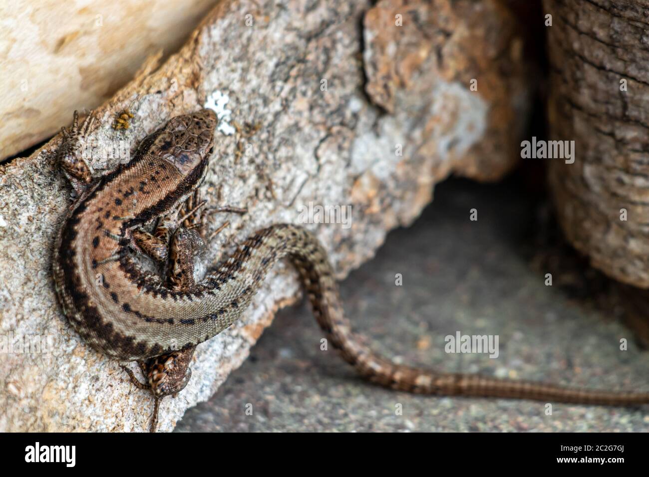Common wall lizard close up Stock Photo - Alamy