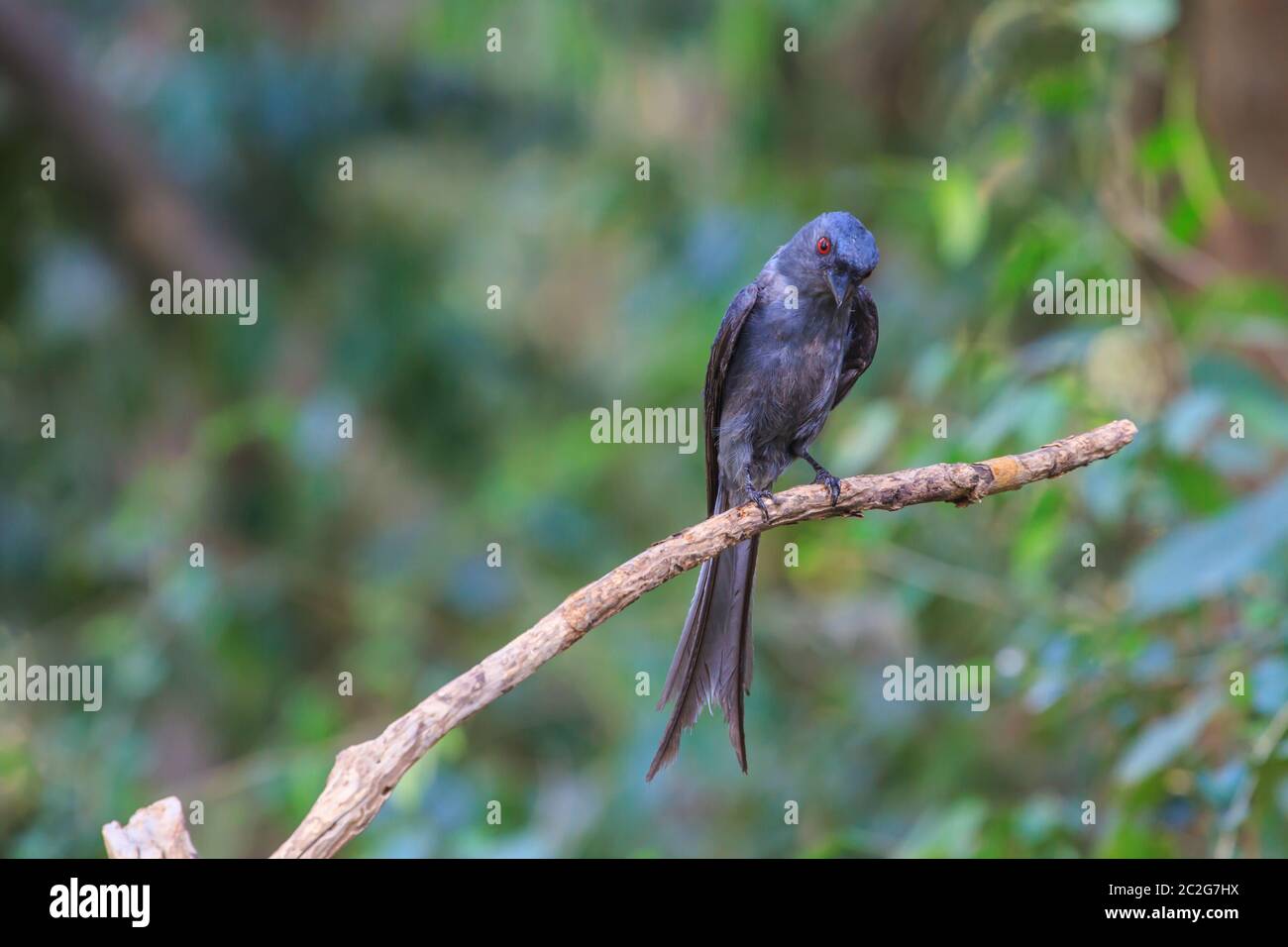 beautiful ashy drongo (Dicrurus leucophaeus) perching on a branch Stock ...