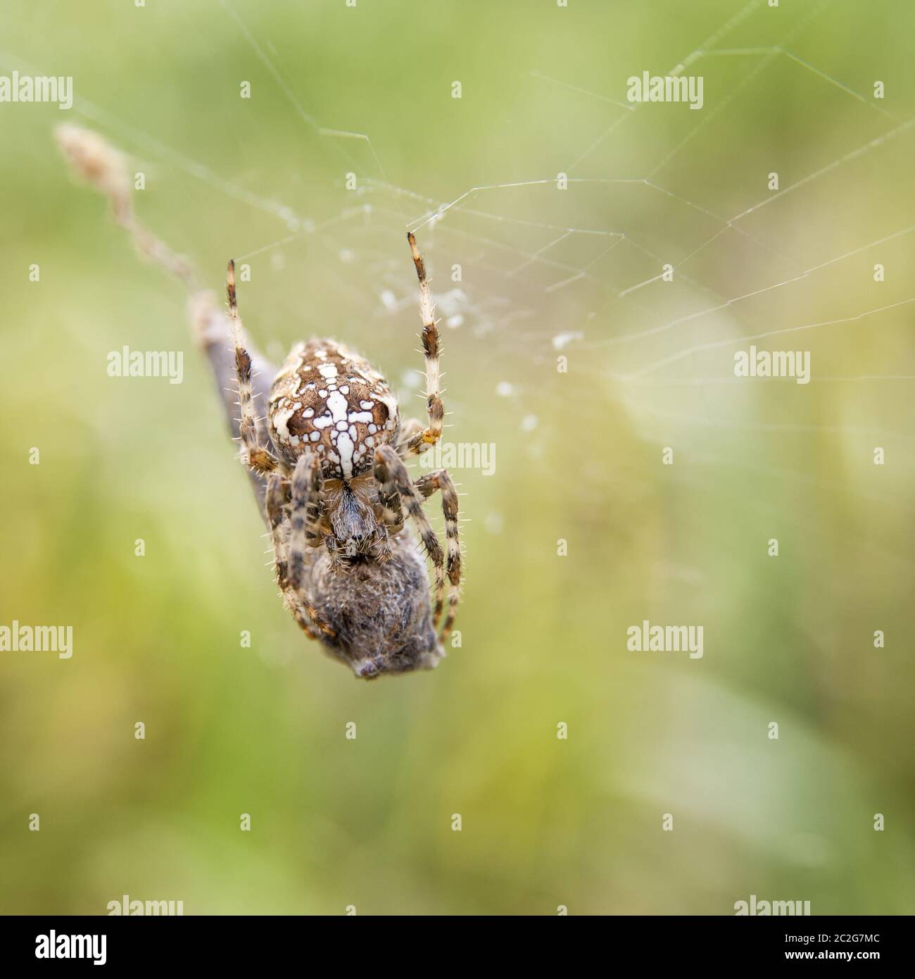 Cross spider in er web in the forrest with cocoon Stock Photo - Alamy