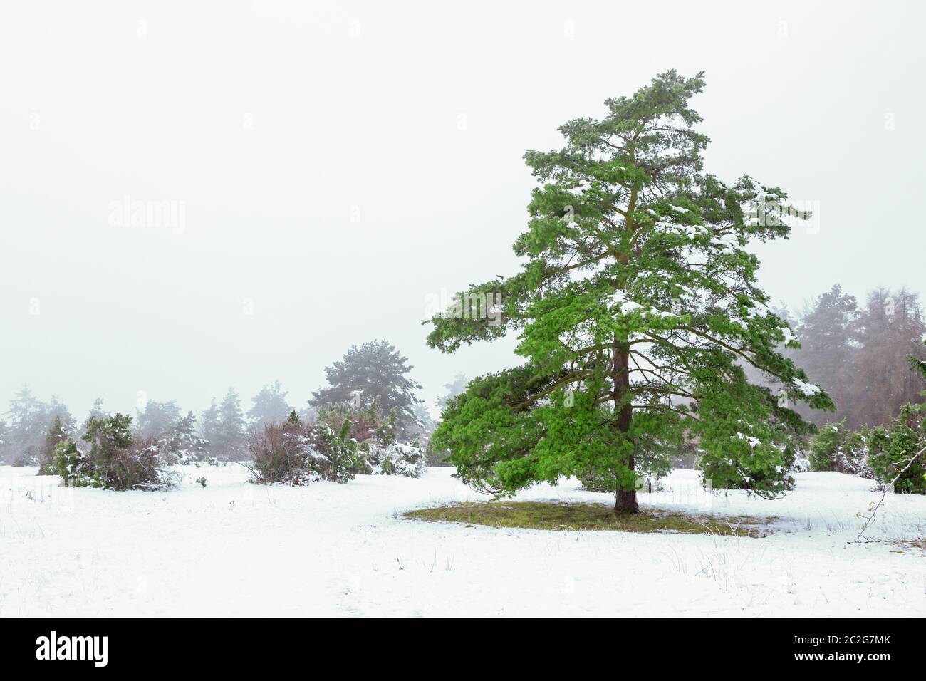Pine tree scenery hi-res stock photography and images - Alamy
