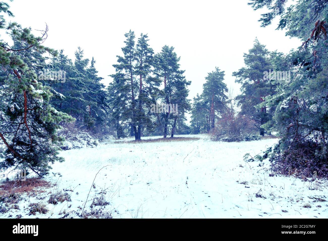 Pine tree scenery hi-res stock photography and images - Alamy