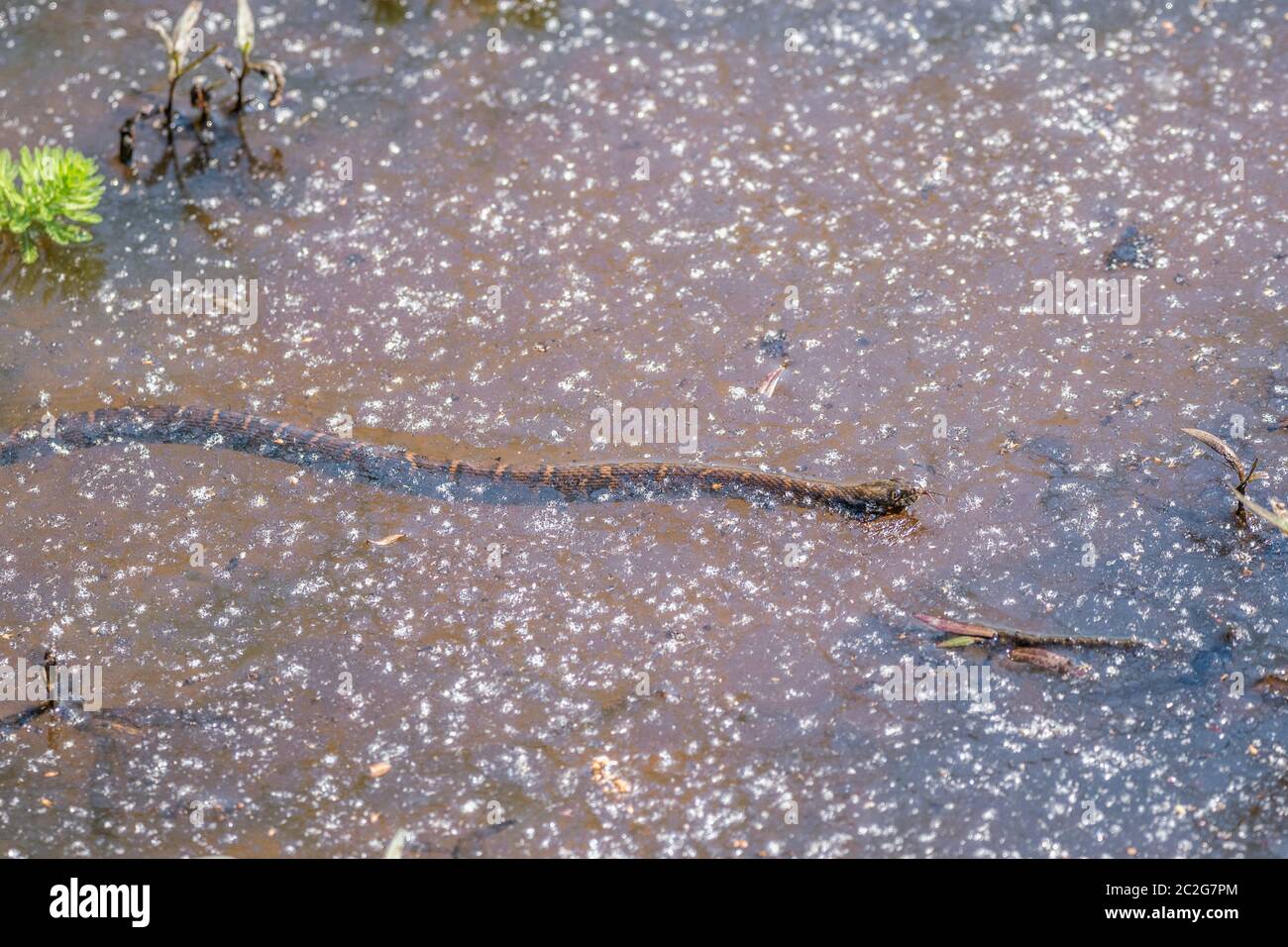 A common water snake swimming in a pollen covered water on a bright ...