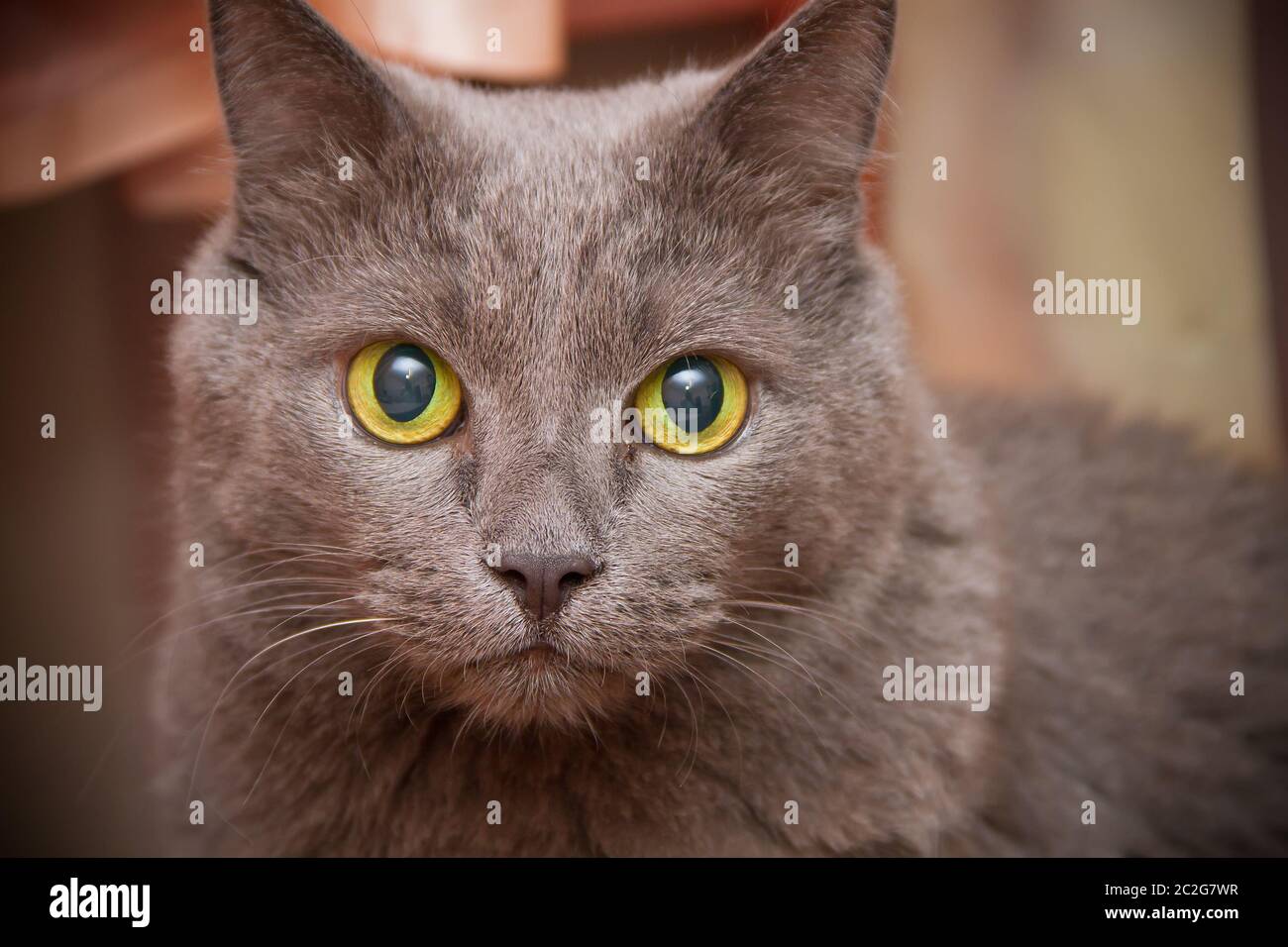 Adult domestic gray cat closeup portrait Stock Photo - Alamy