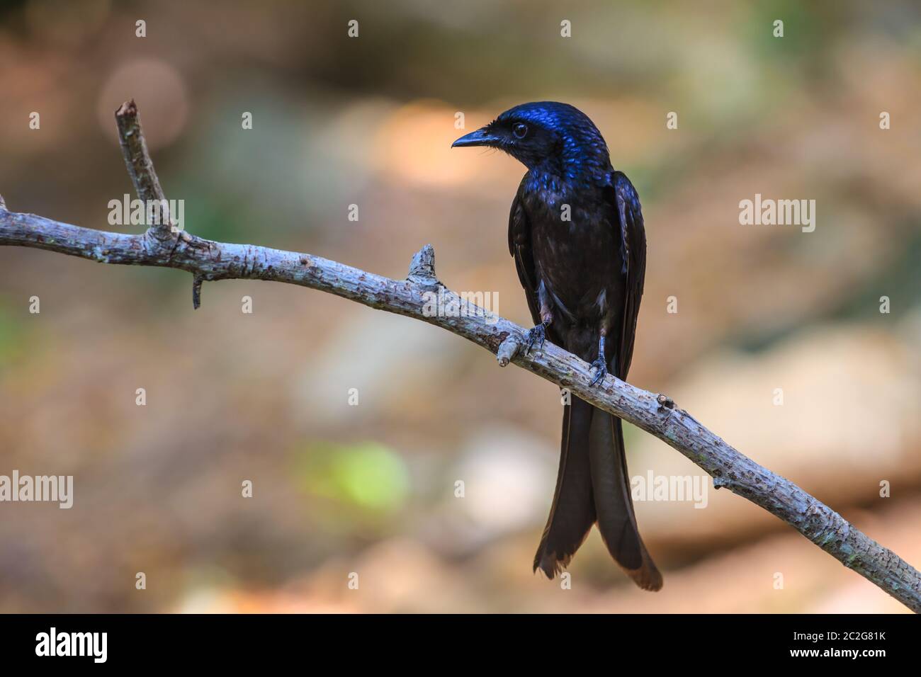 Black drongo, Dicrurus Macrocercus, beautiful bird in forest Stock ...