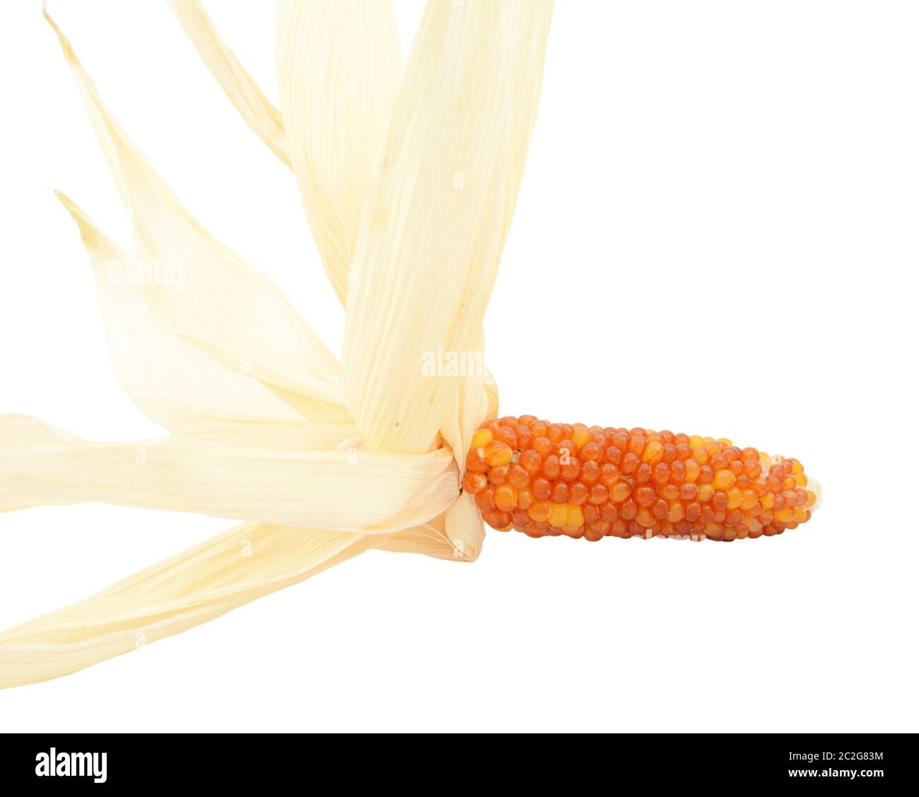 Indurata hi-res stock photography and images - Alamy