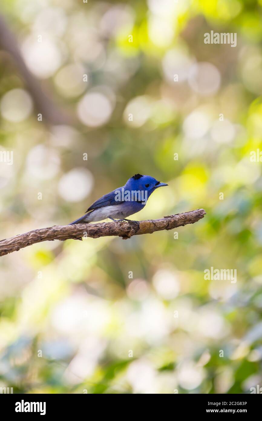 Black-naped monarch (Hypothymis azurea) bird in nature perching on a ...