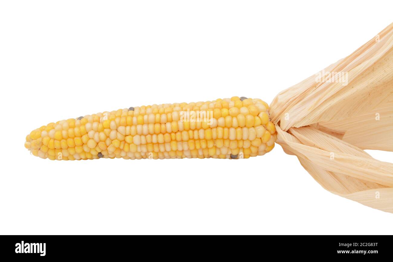 Decorative flint corn with yellow, white and black niblets on the cob ...