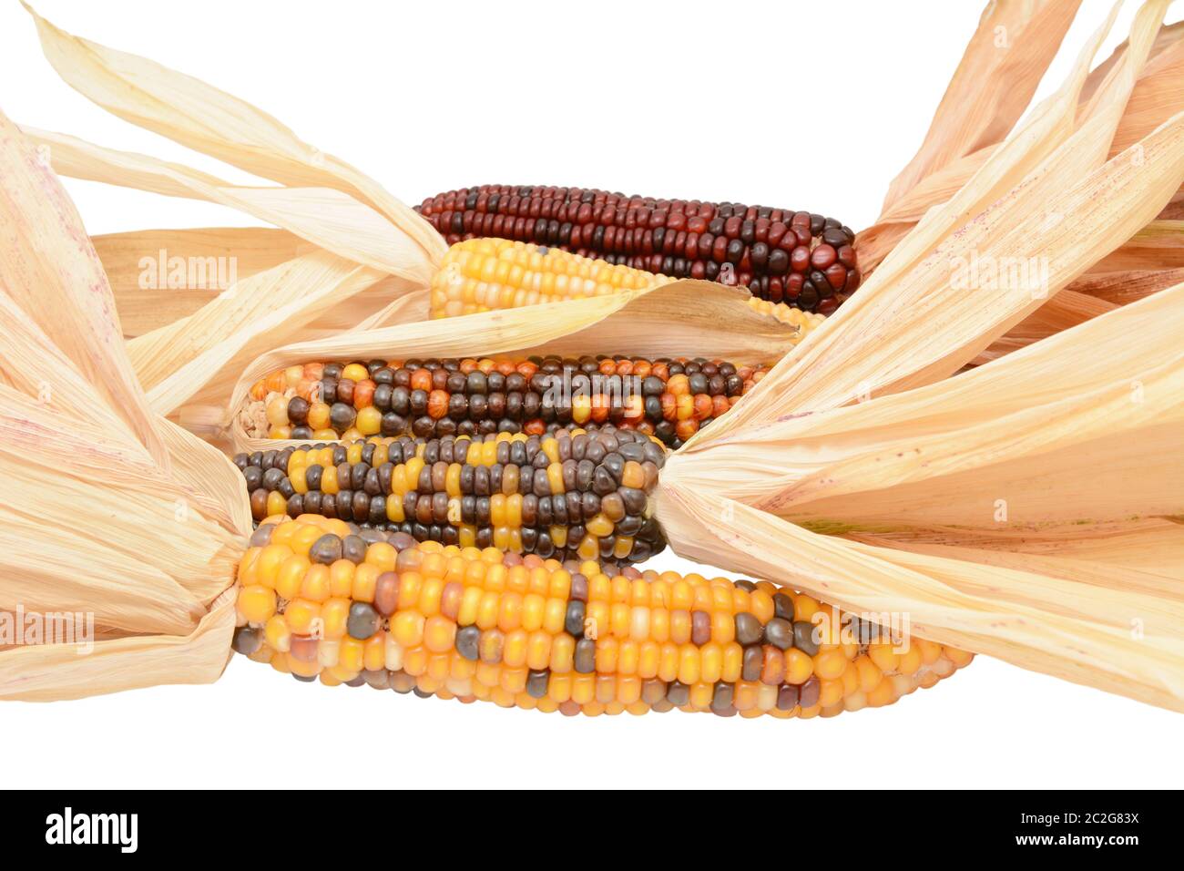 Five ornamental Indian maize cobs with colourful niblets and dried ...