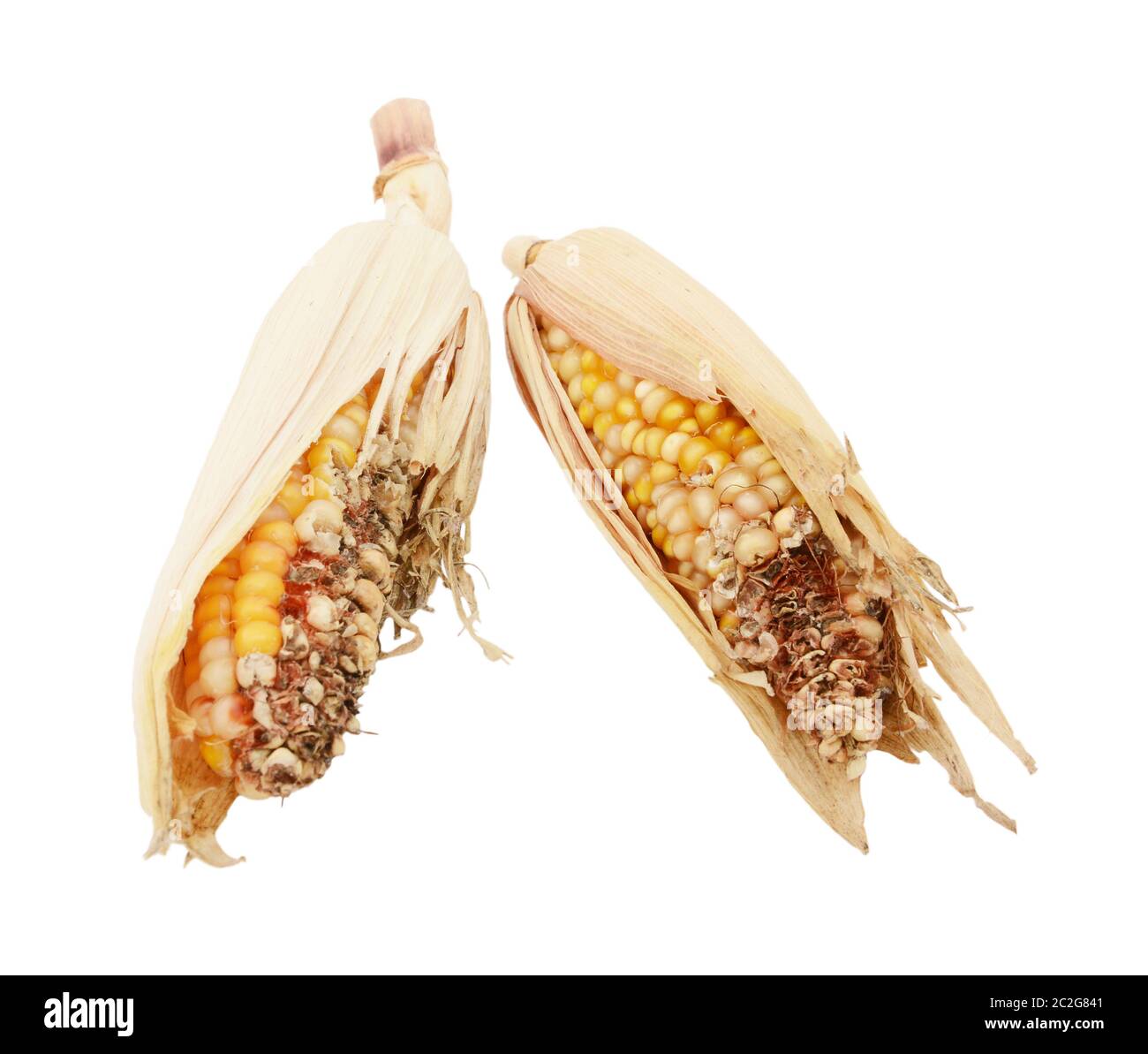 Two damaged and eaten ornamental sweetcorn cobs with ripped, dry husks ...