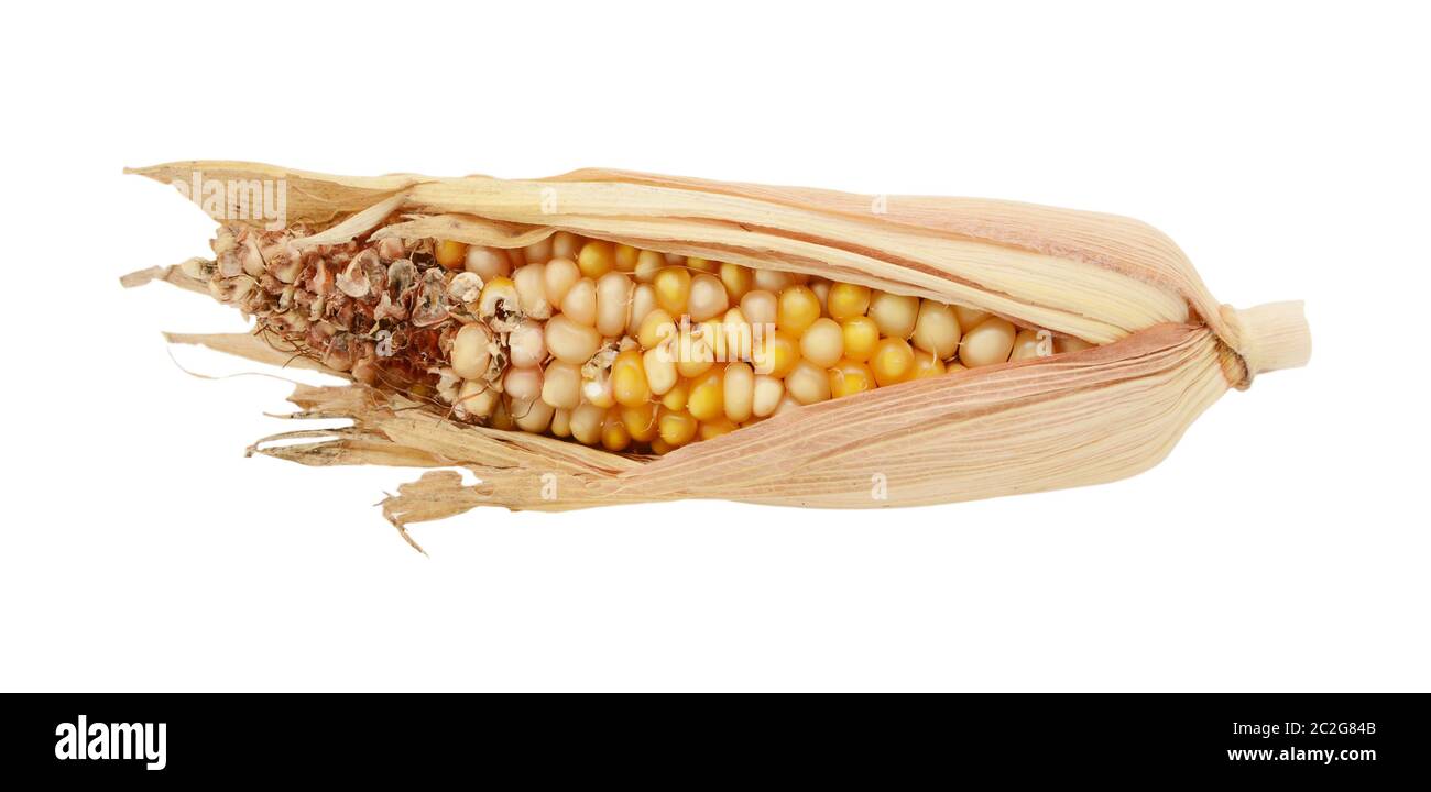 Half-eaten ornamental Indian corn cob with damaged niblets and torn ...