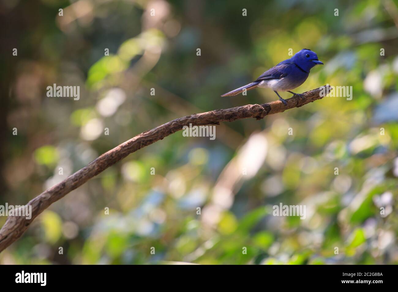 Black-naped monarch (Hypothymis azurea) bird in nature perching on a ...