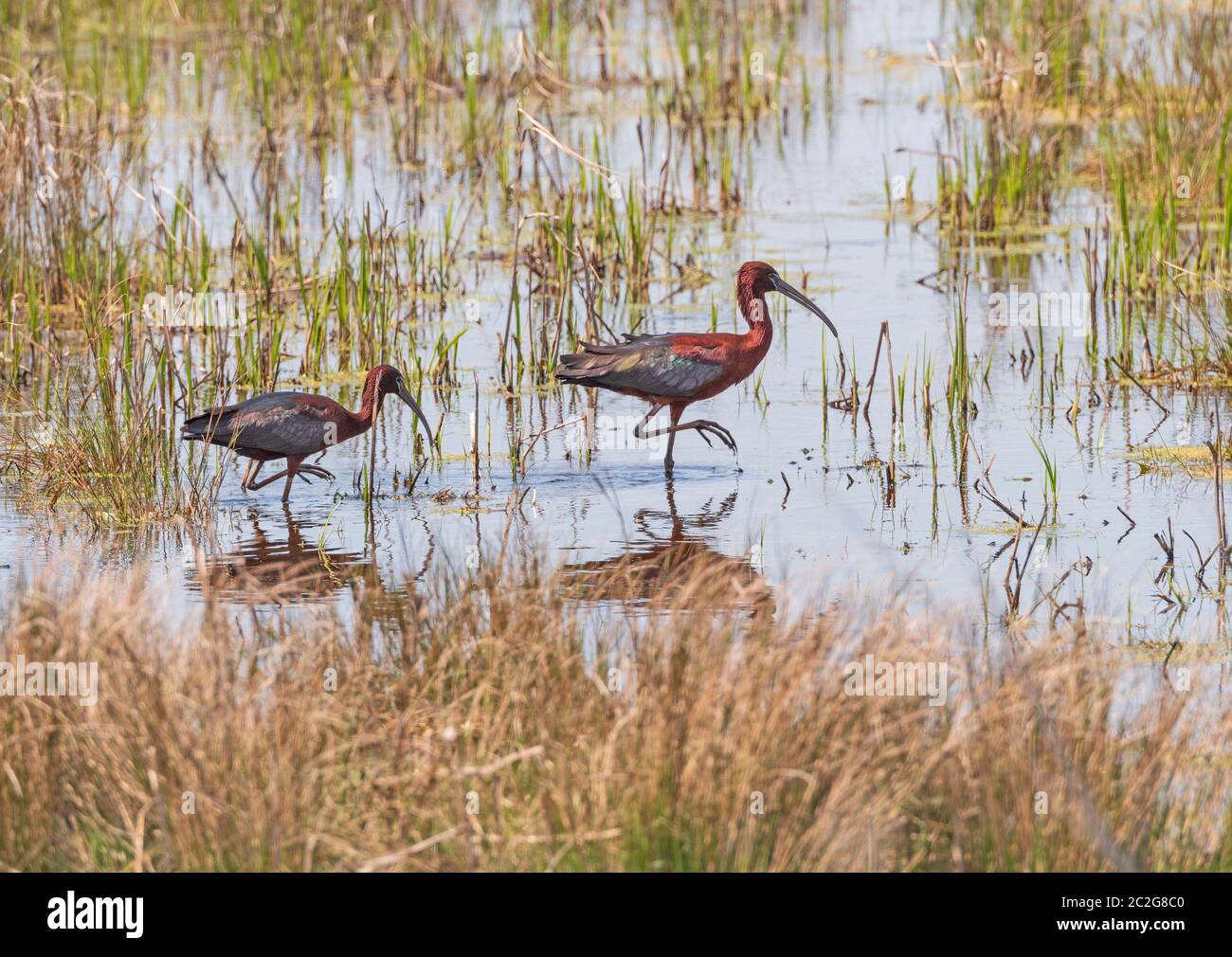 A Pair of Glossy Ibis in a Wetland Pond in Chincoteague National ...