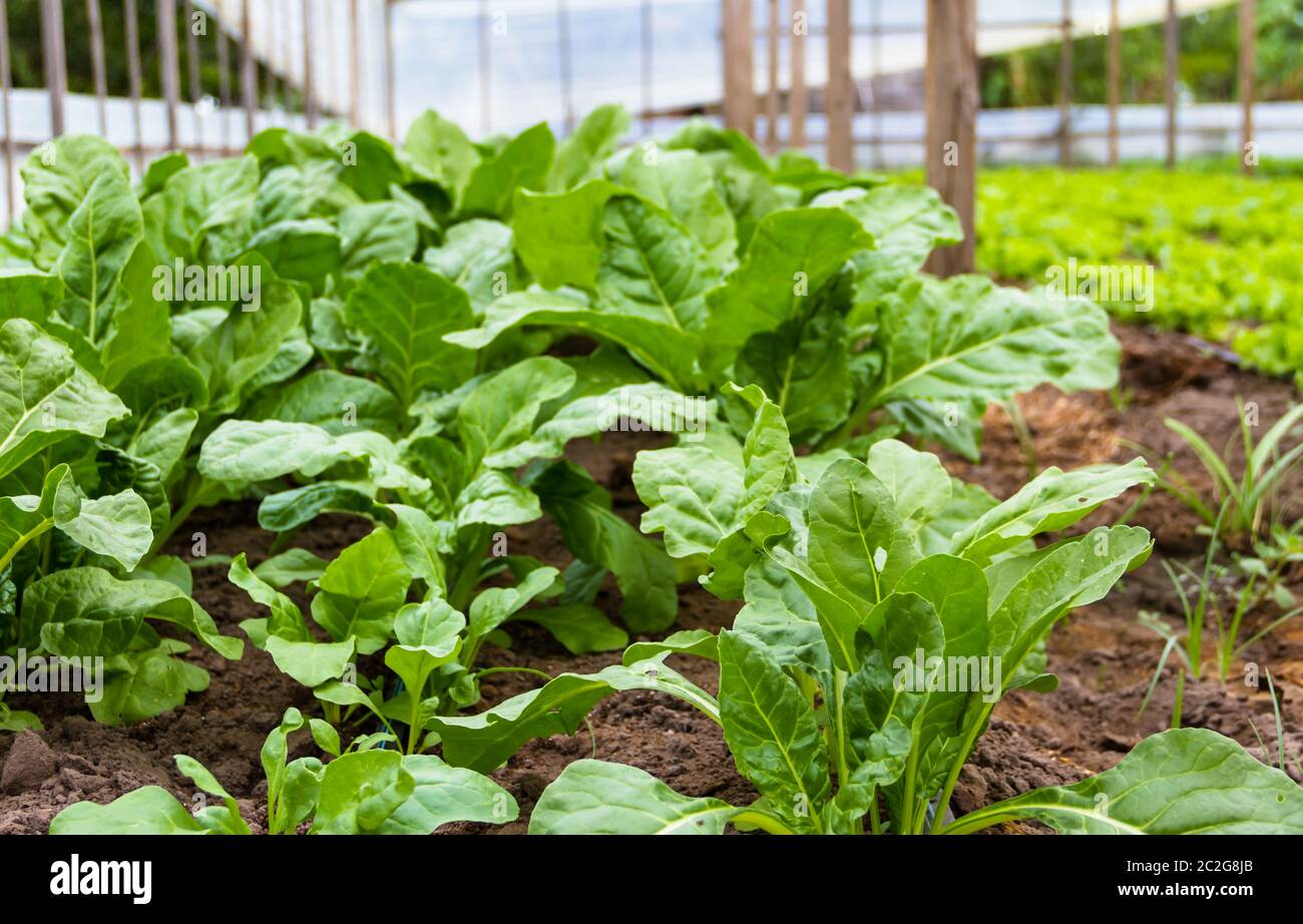 Green chard plantation in the organic garden Stock Photo - Alamy