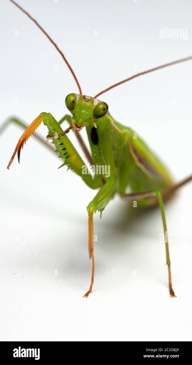 A small green mantis on a light background Stock Photo - Alamy