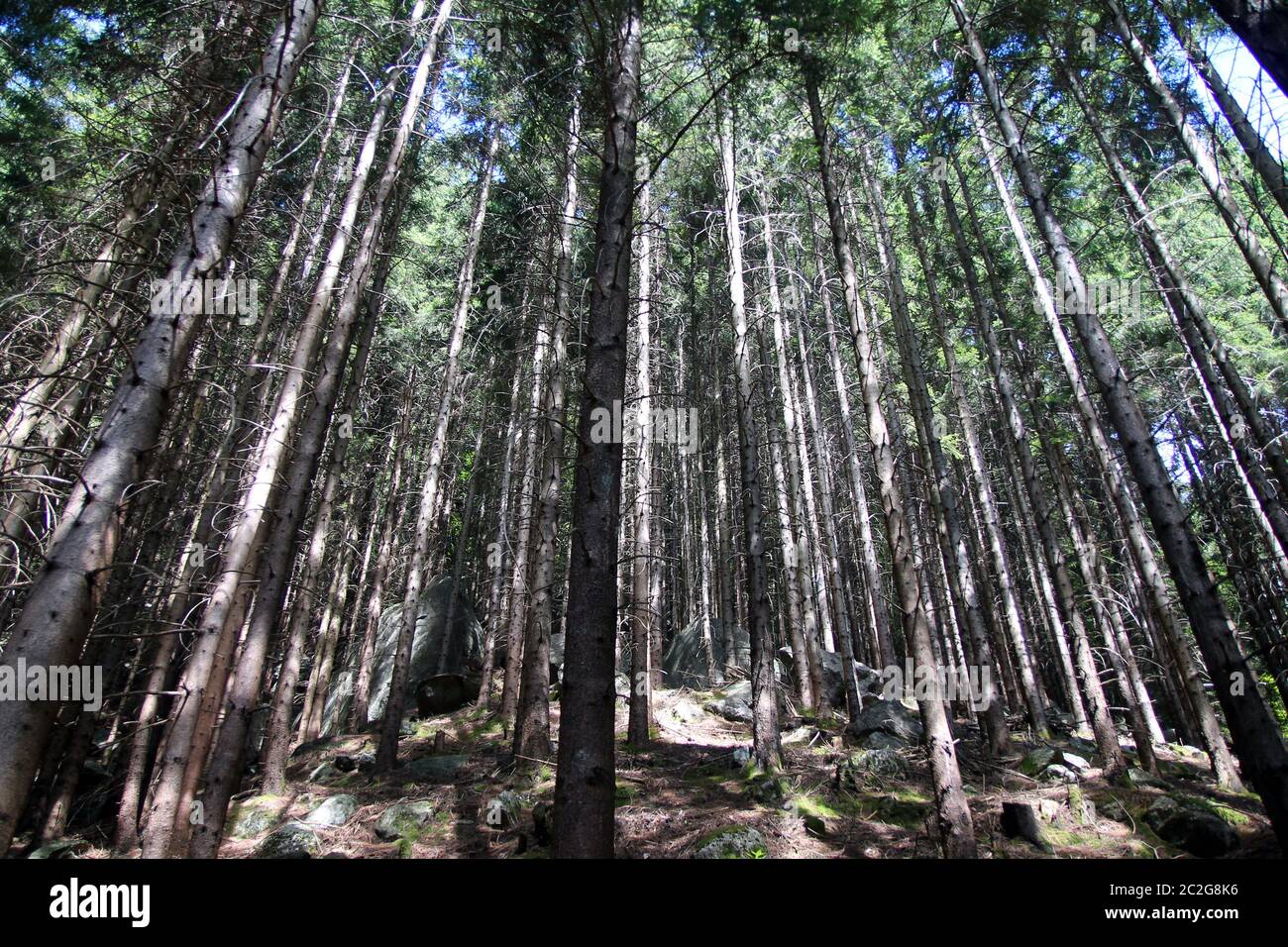 Inside a high pine forest in the Italian Alps Stock Photo - Alamy
