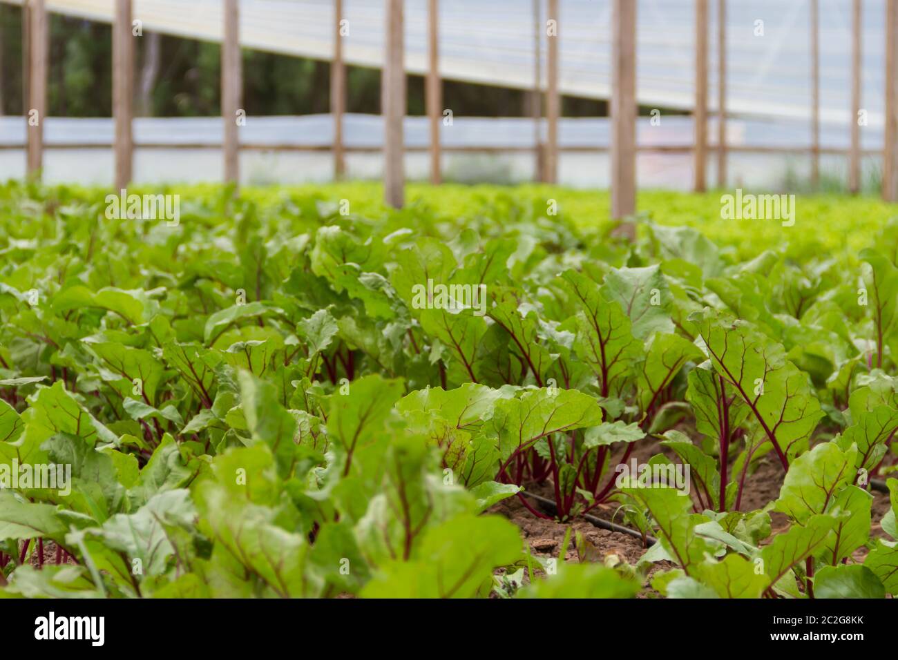 Plantation beet in greenhouse hi-res stock photography and images - Alamy