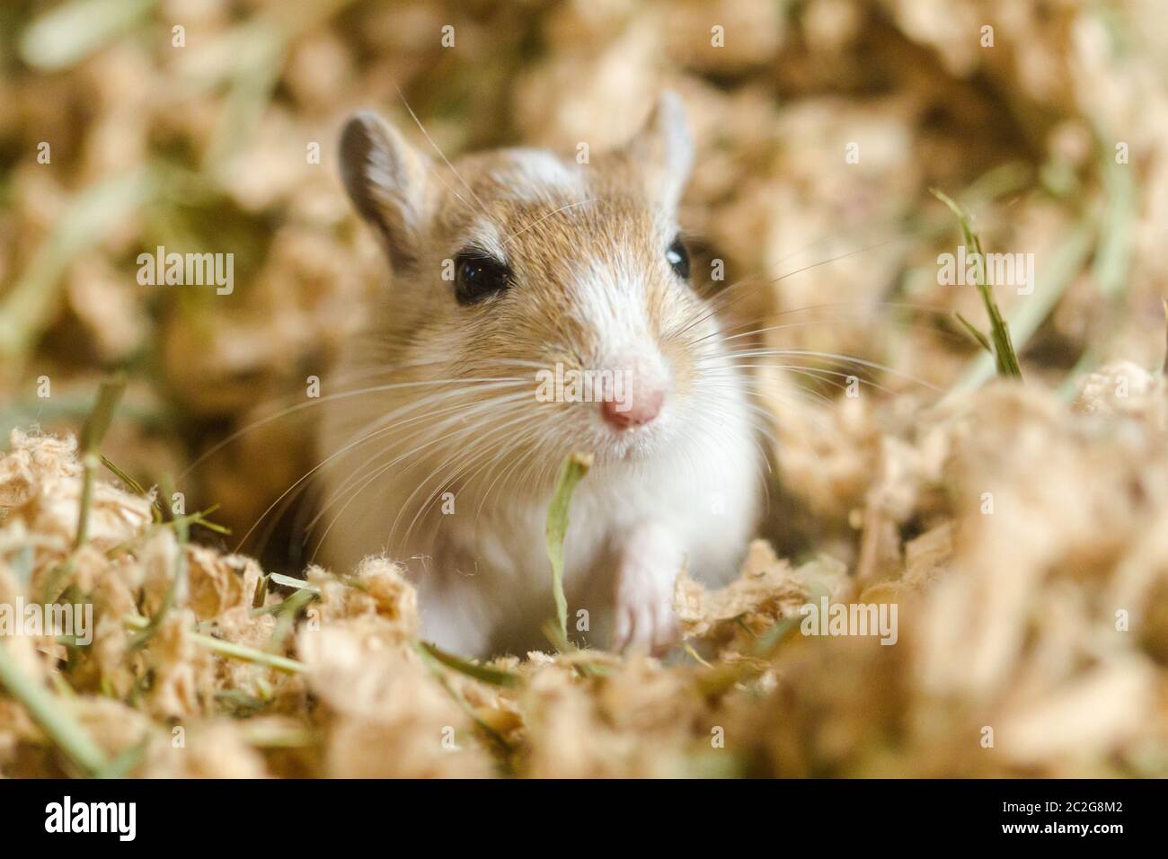 Mongolian gerbils (Meriones), pet Stock Photo - Alamy