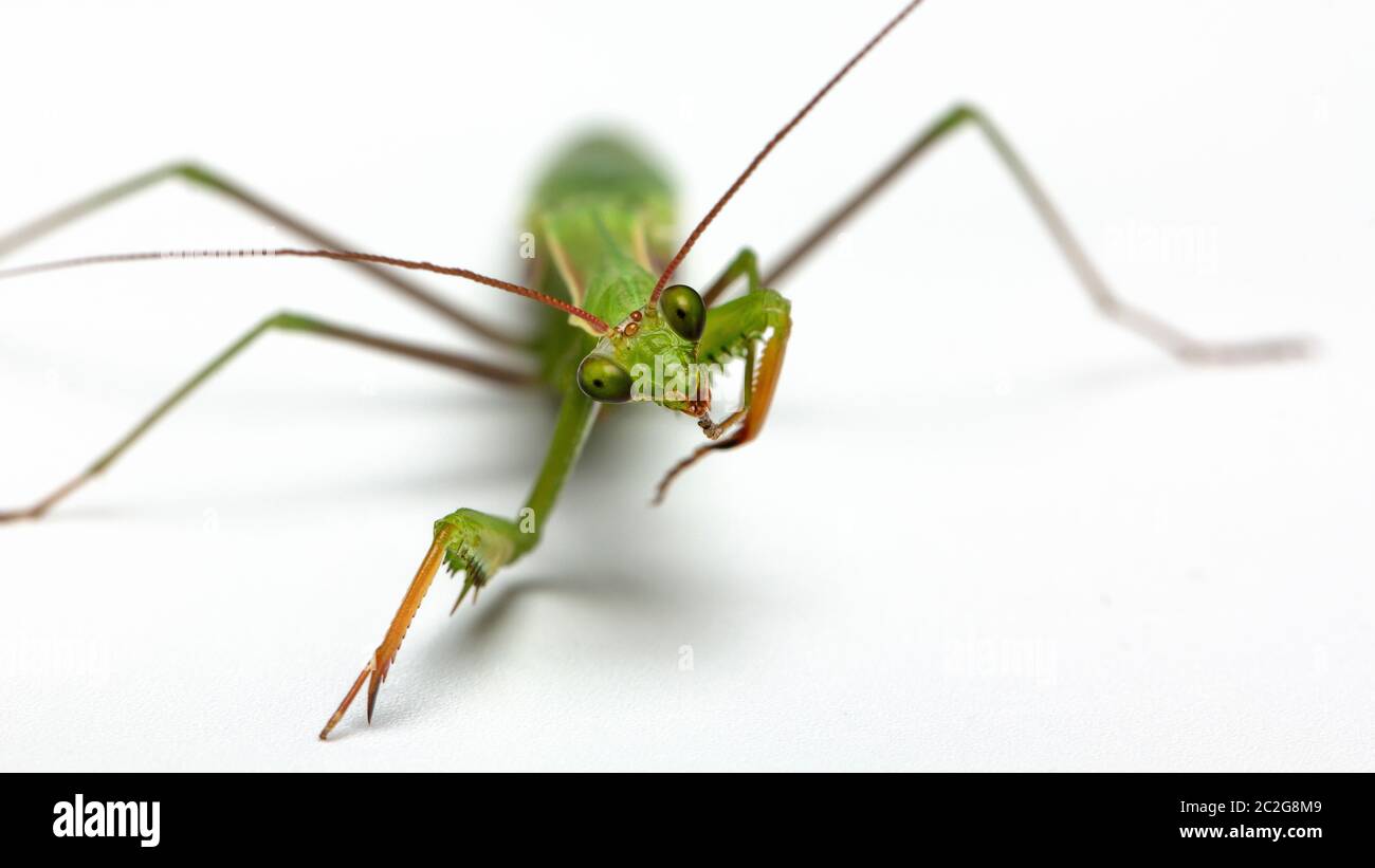 Tropidomantis hi-res stock photography and images - Alamy