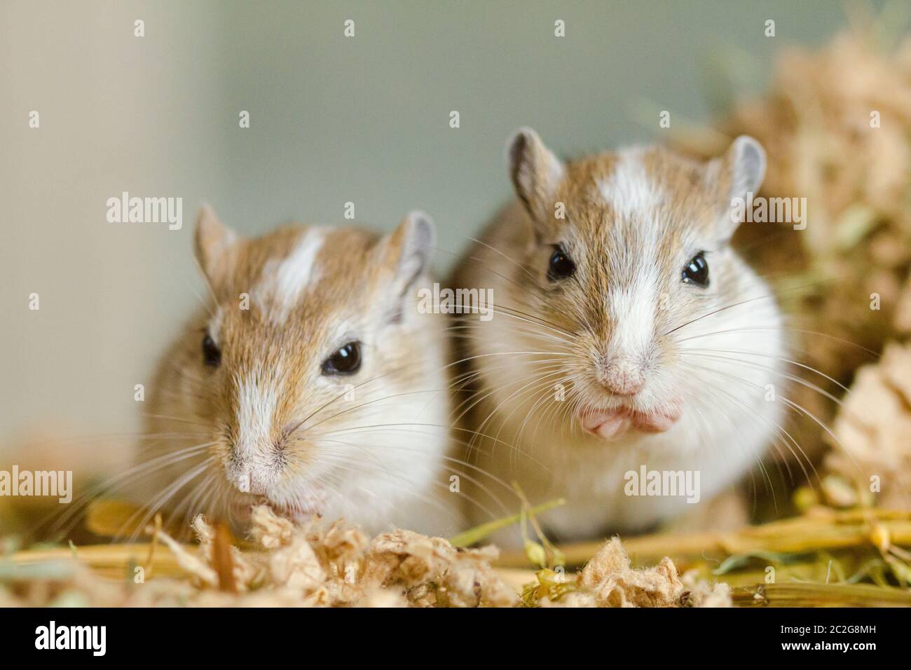 Mongolian gerbils (Meriones), pet Stock Photo - Alamy