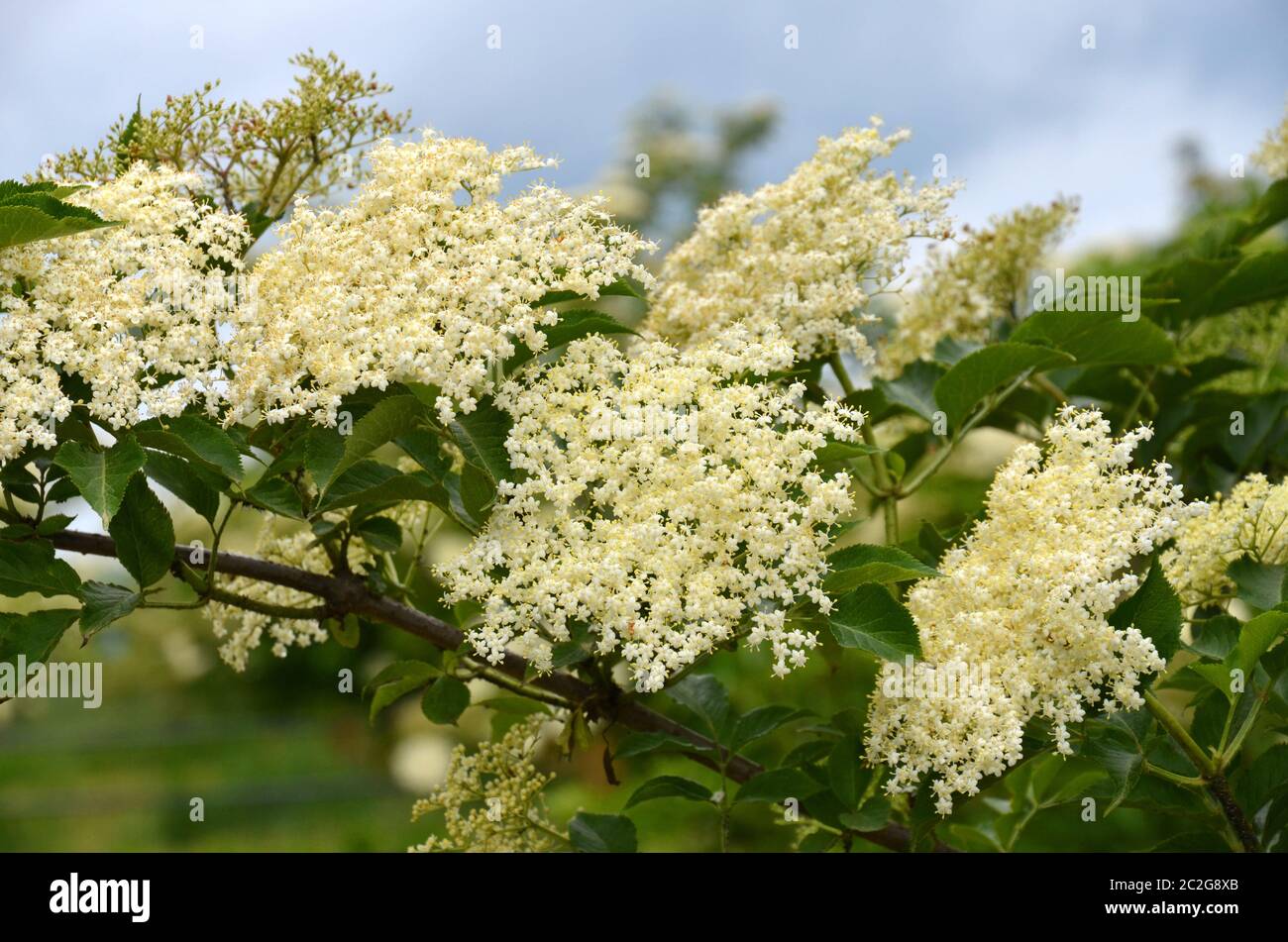 Elder tree hi-res stock photography and images - Alamy
