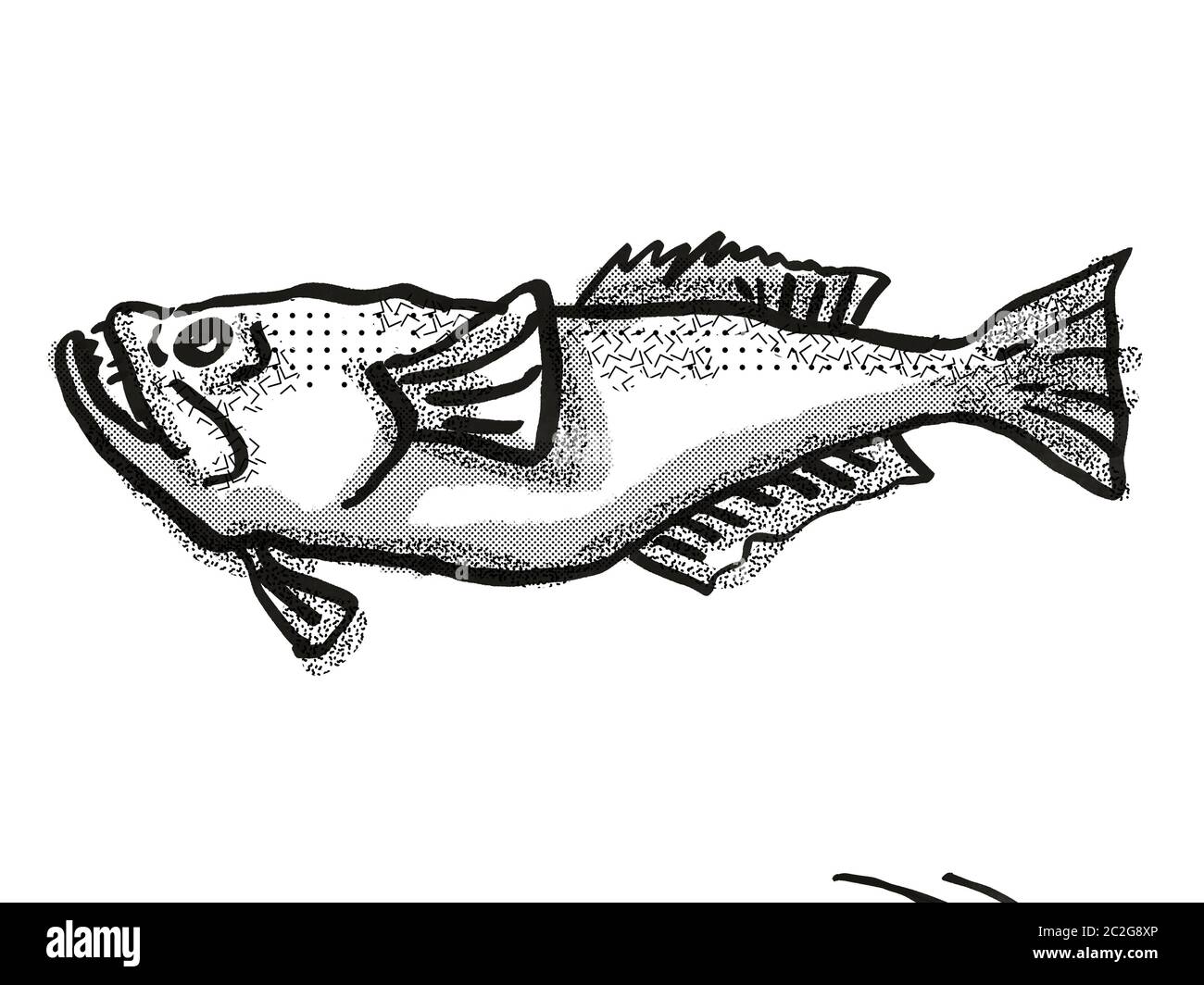 Retro cartoon style drawing of a stargazer, a perciform fish native New ...