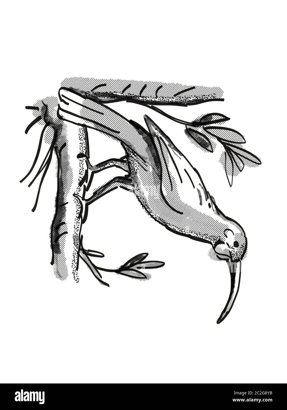 Retro cartoon style drawing of a huia or New Zealand woodpecker , a New ...