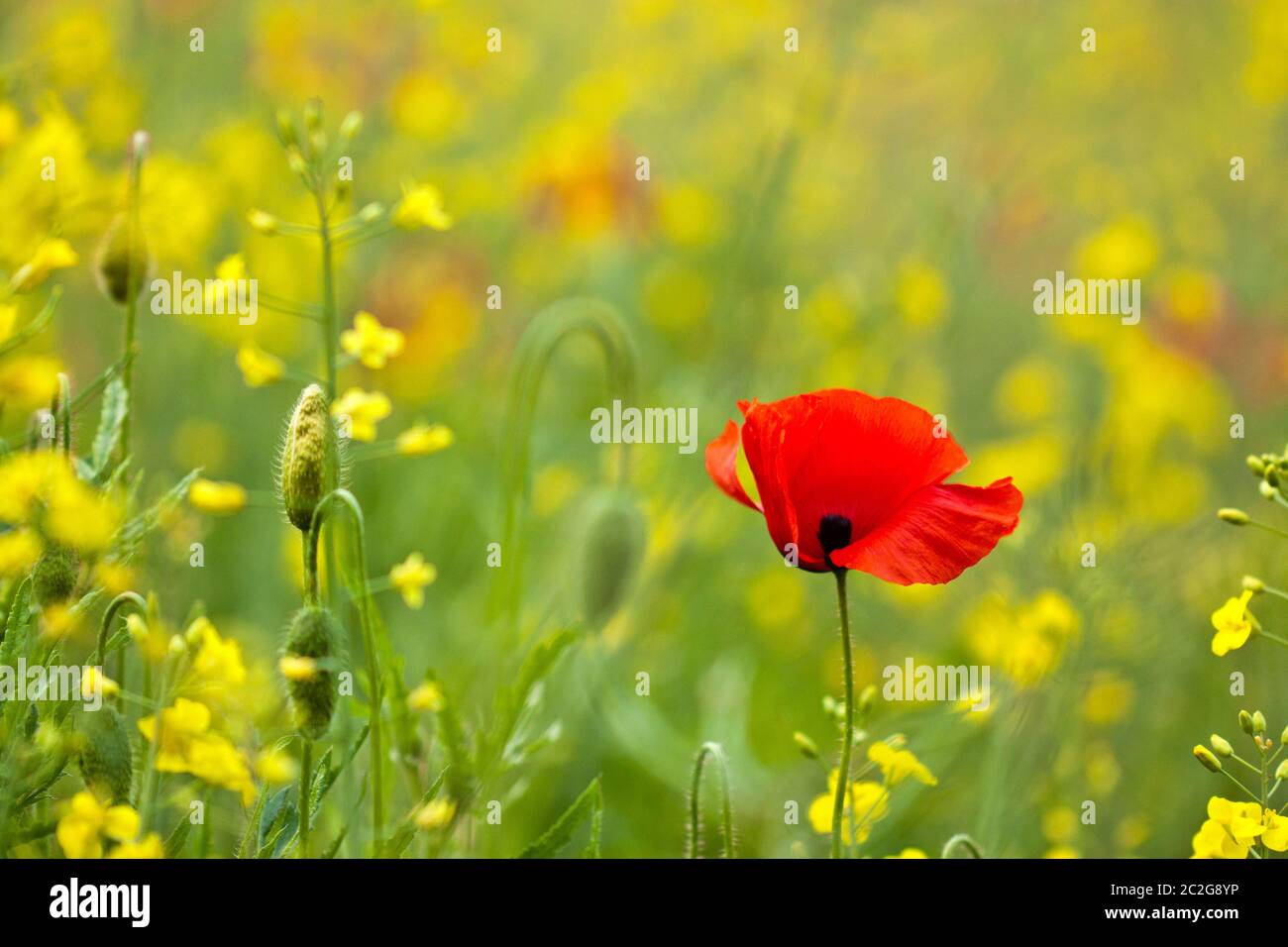 corn poppy, corn rose (Papaver rhoeas Stock Photo - Alamy