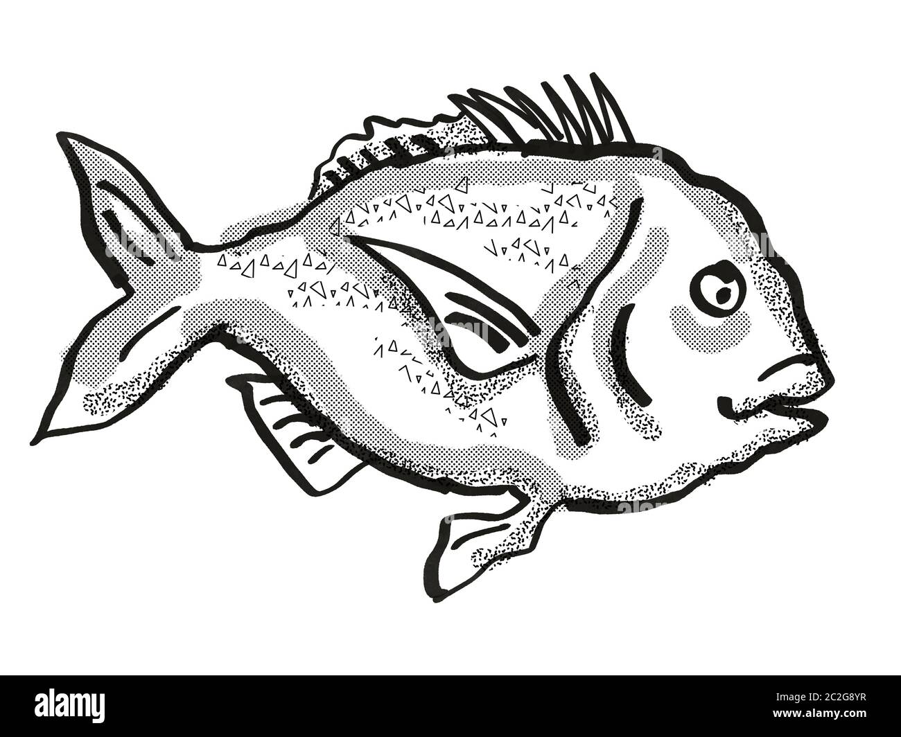 Retro cartoon style drawing of a snapper fish, a native New Zealand ...