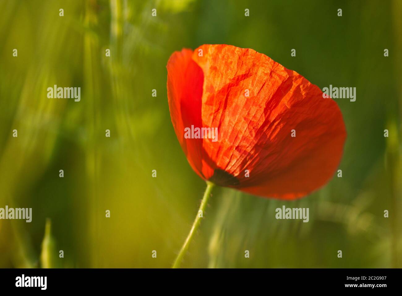 Poppy papaver rhoeas corn hi-res stock photography and images - Alamy
