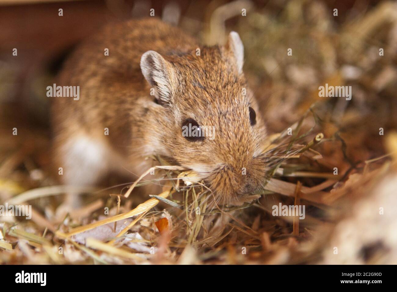Mongolian gerbils (Meriones), pet Stock Photo - Alamy
