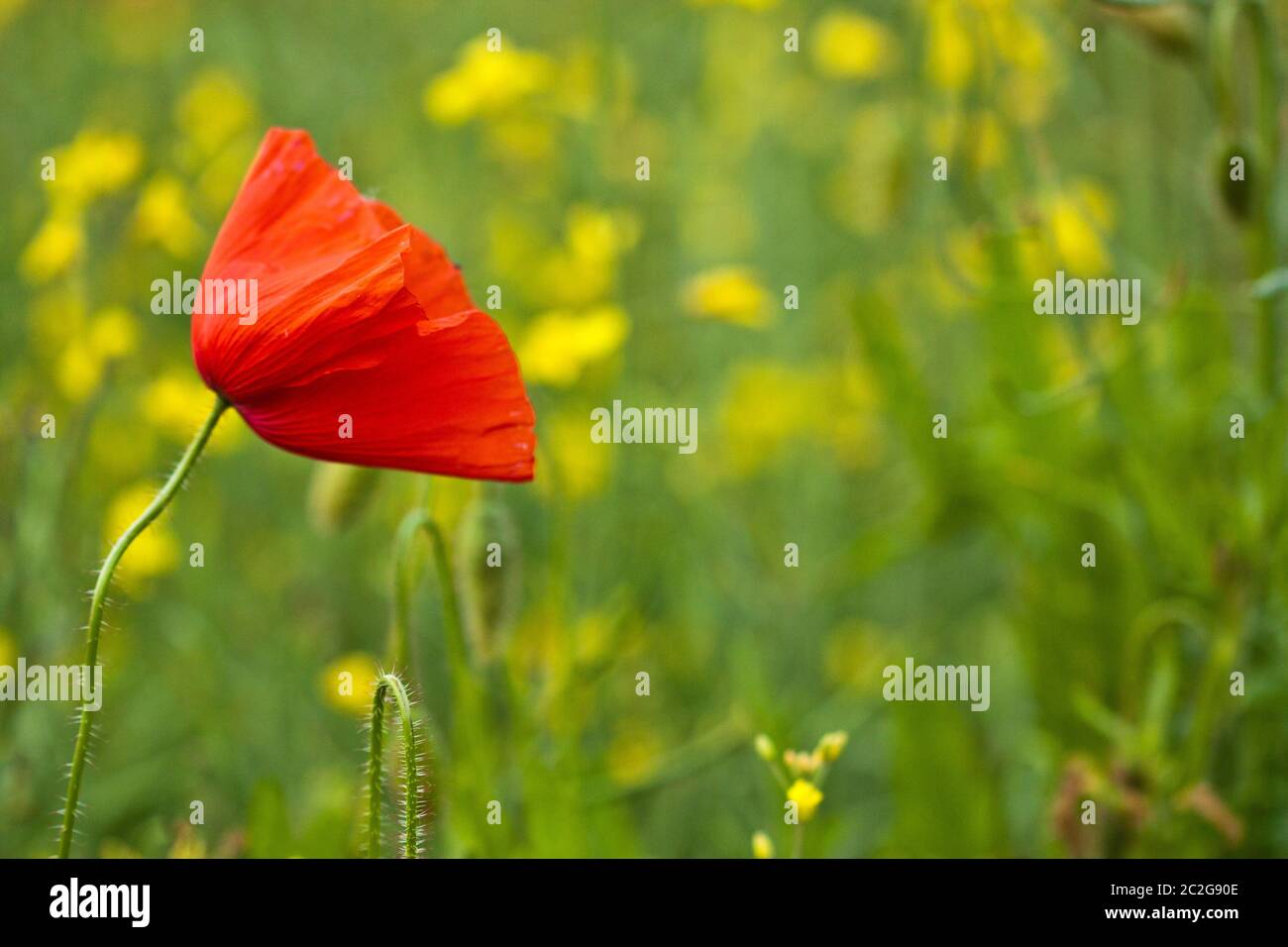 corn poppy, corn rose (Papaver rhoeas Stock Photo - Alamy