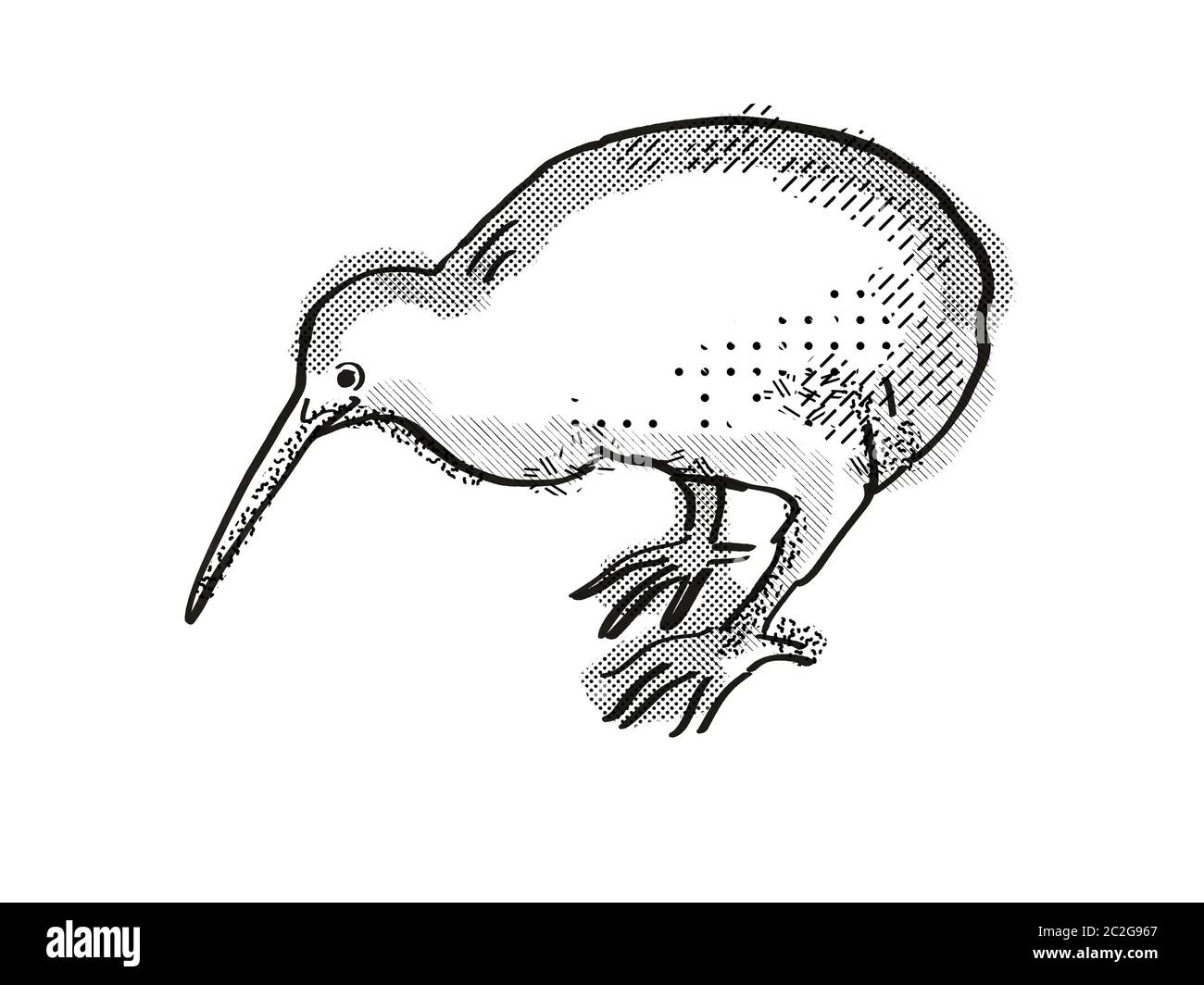 Kiwi Bird Drawing Outline