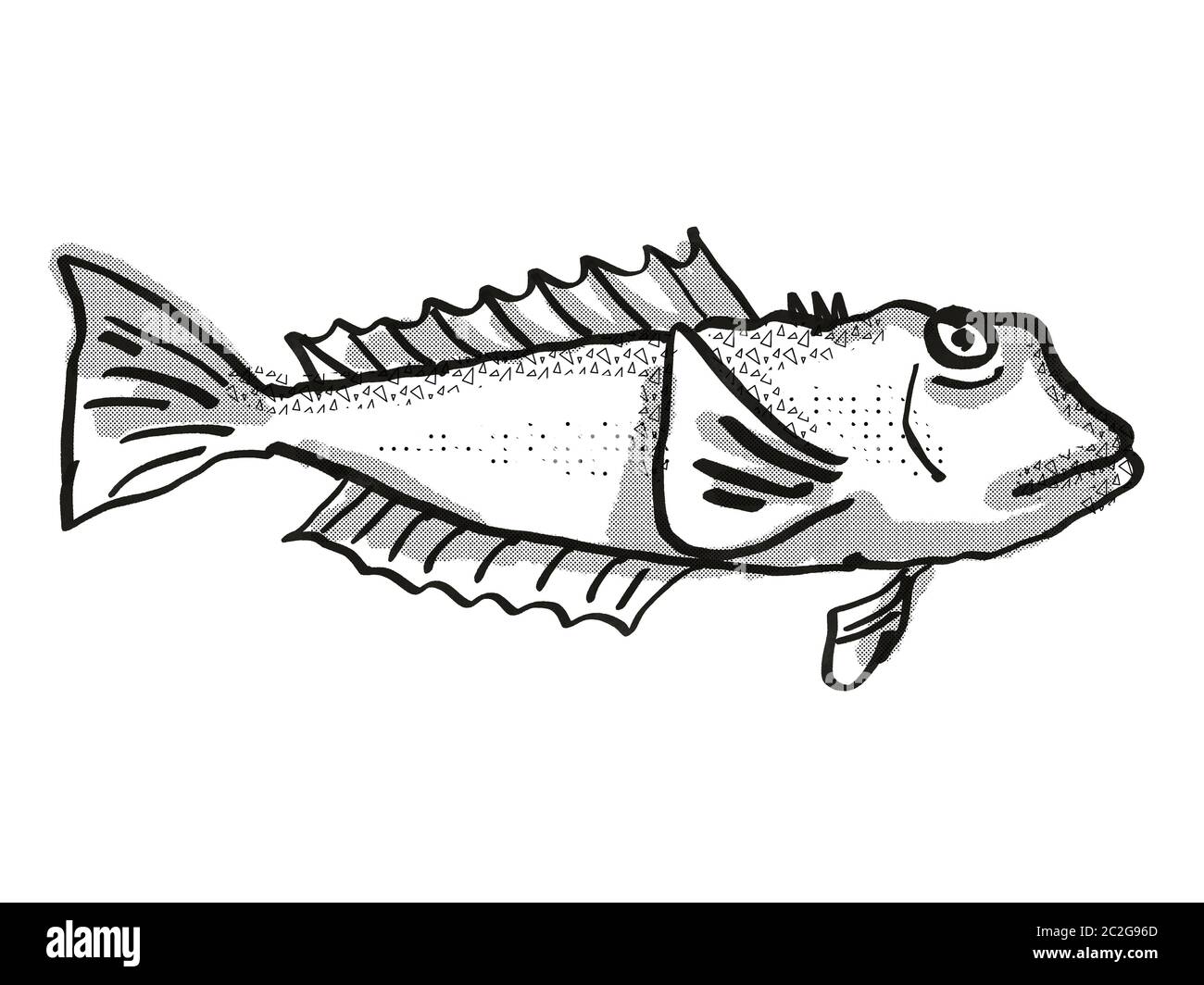 Retro cartoon style drawing of a blue cod , a native New Zealand marine ...