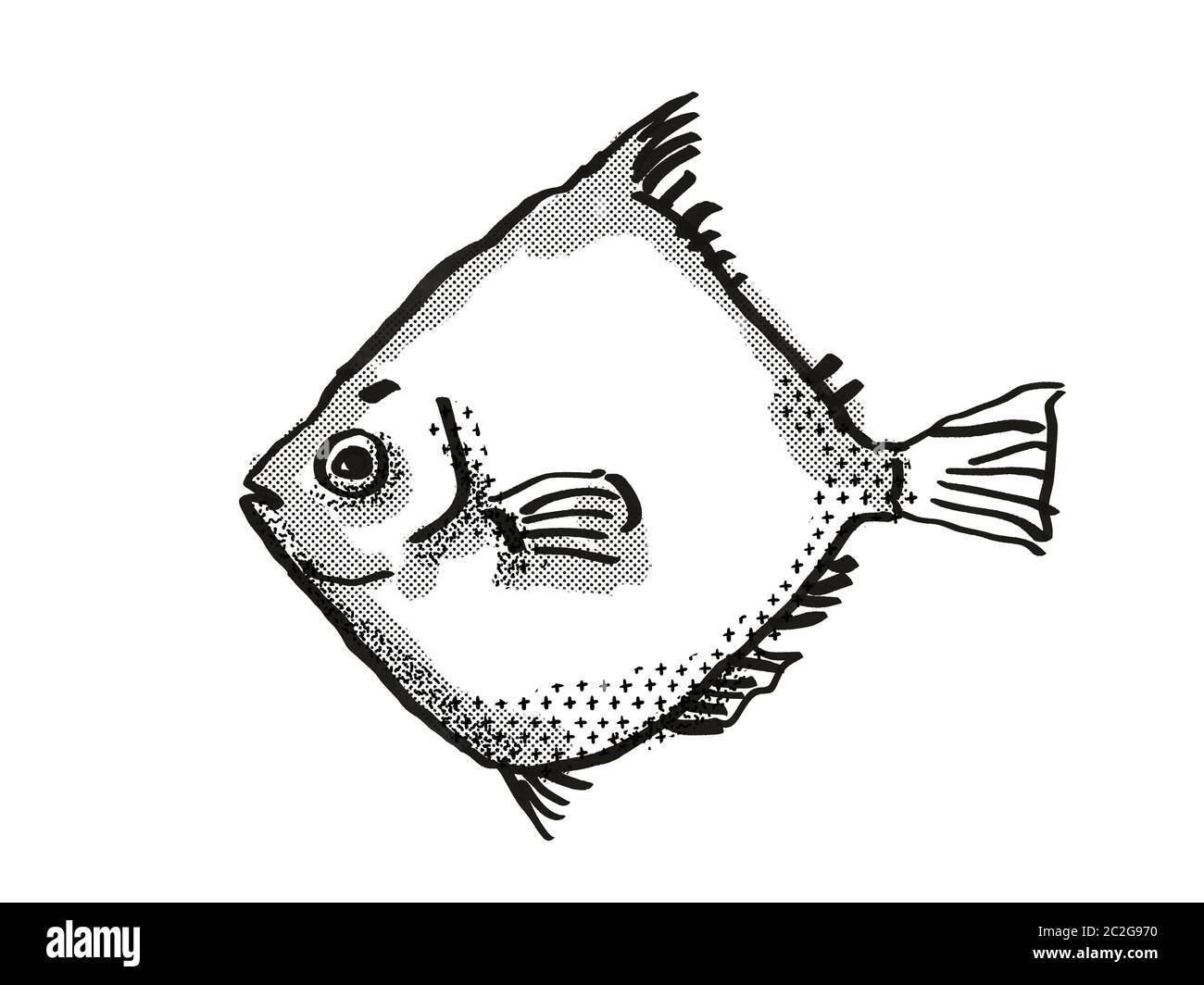 Retro cartoon style drawing of a Rosy Deepsea Boarfish , a native ...