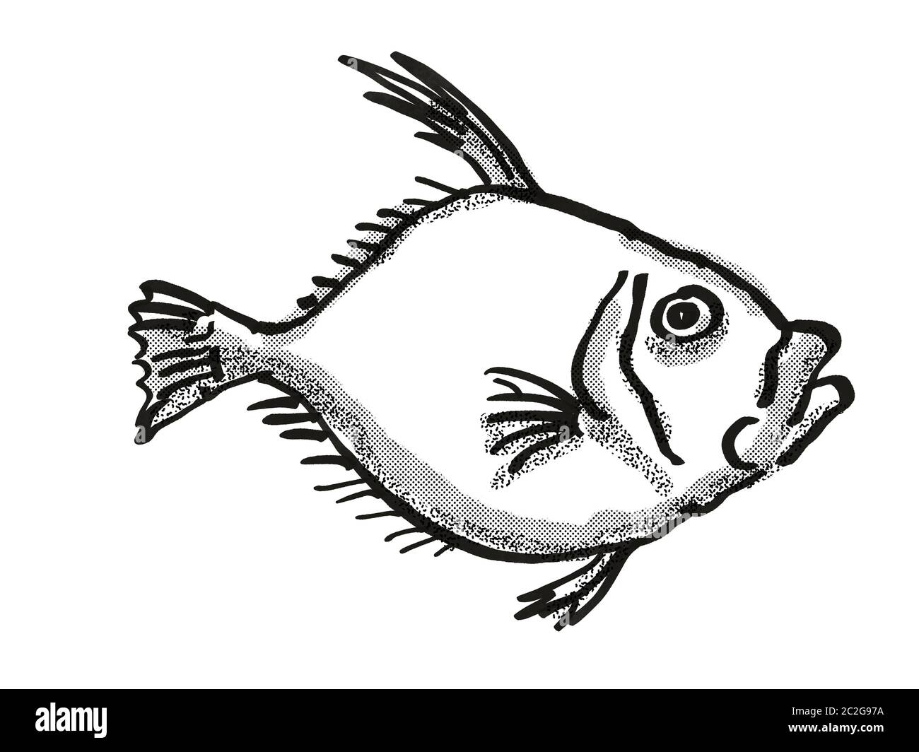 Retro cartoon style drawing of a Silver Dory, a native New Zealand ...