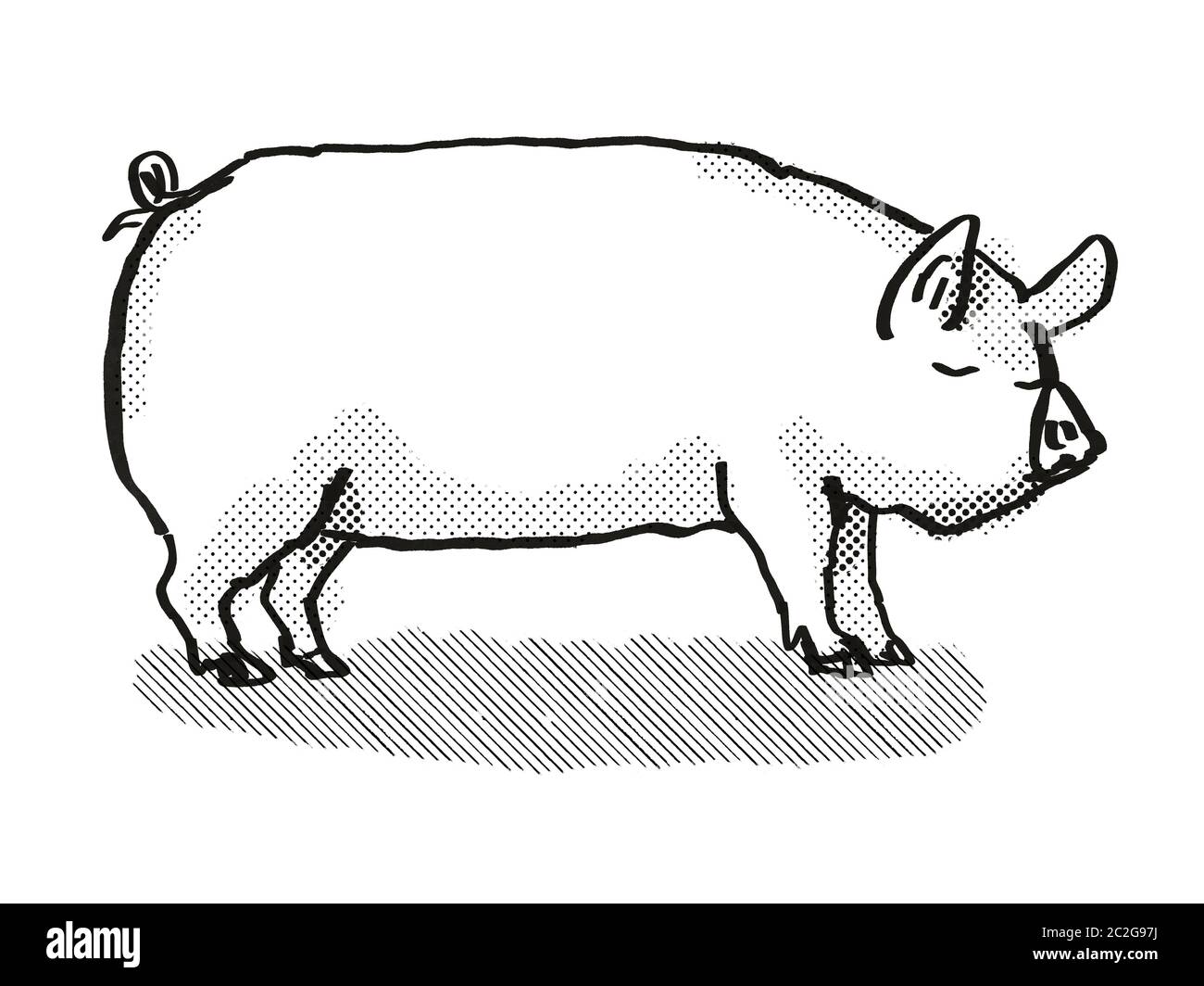 Retro cartoon style drawing of a Middle White sow or boar, a pig breed ...