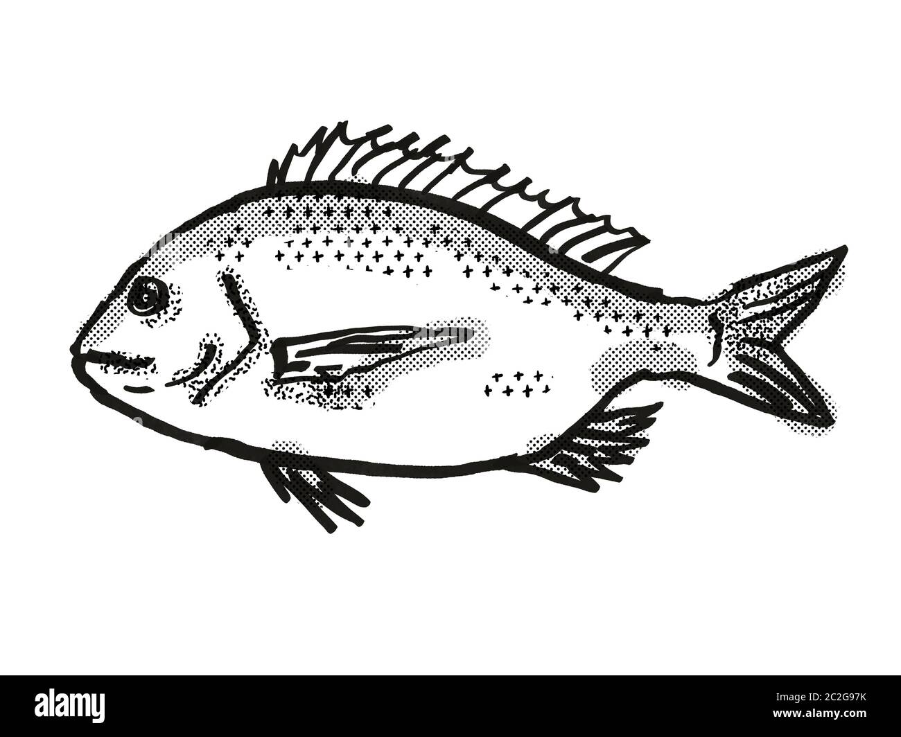 Retro cartoon style drawing of a silver bream , a native Australian ...